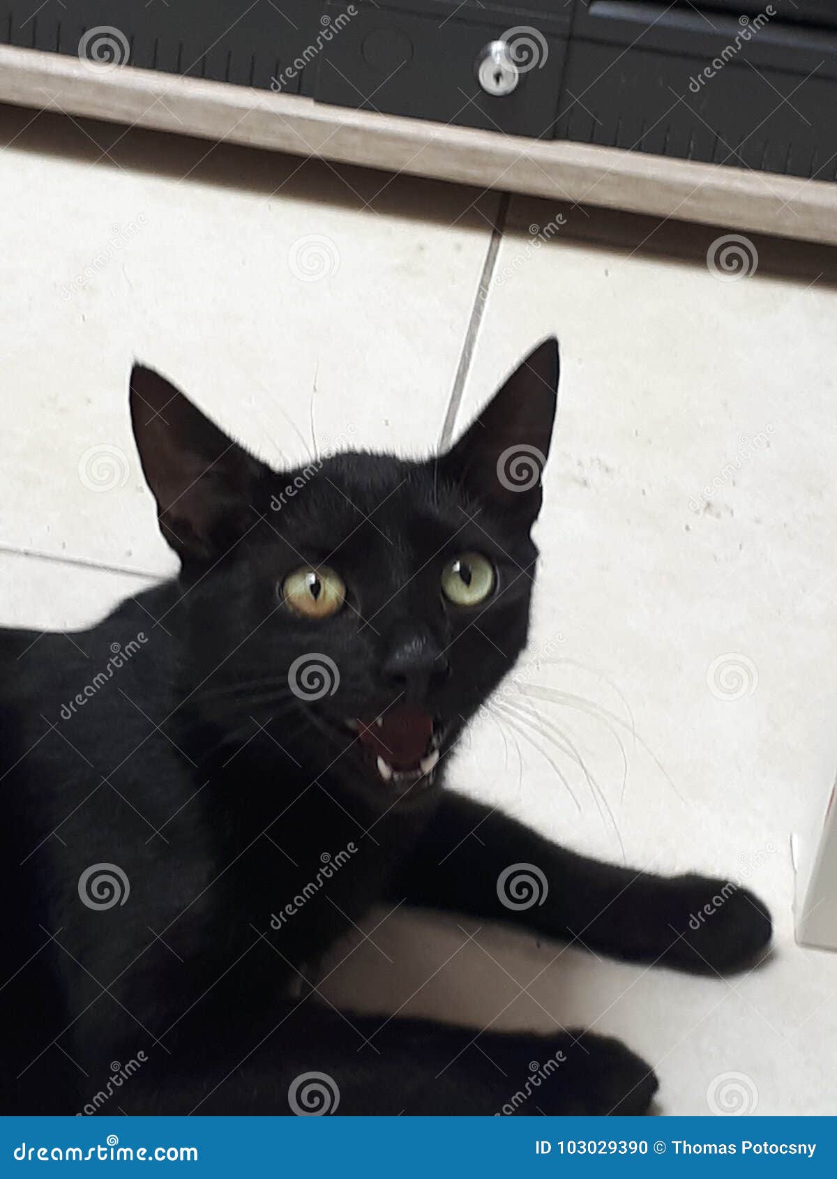 Angry Cat stock photo. Image of home, angry, miau, black - 103029390