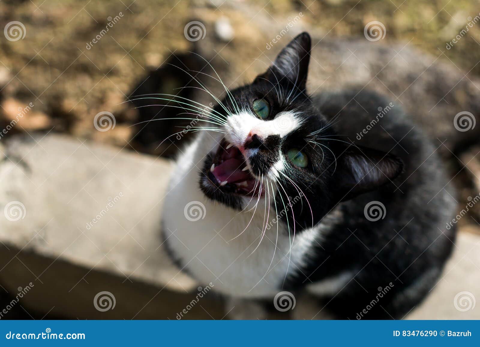 Angry cat stock photo. Image of anger, child, feline - 83476290