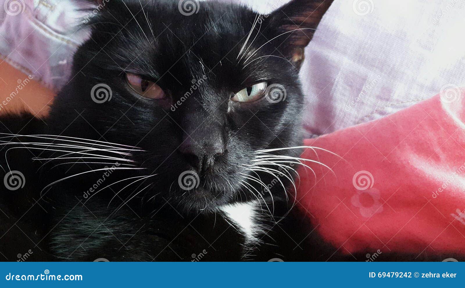 Angry cat stock photo. Image of love, charismatic, angry - 69479242