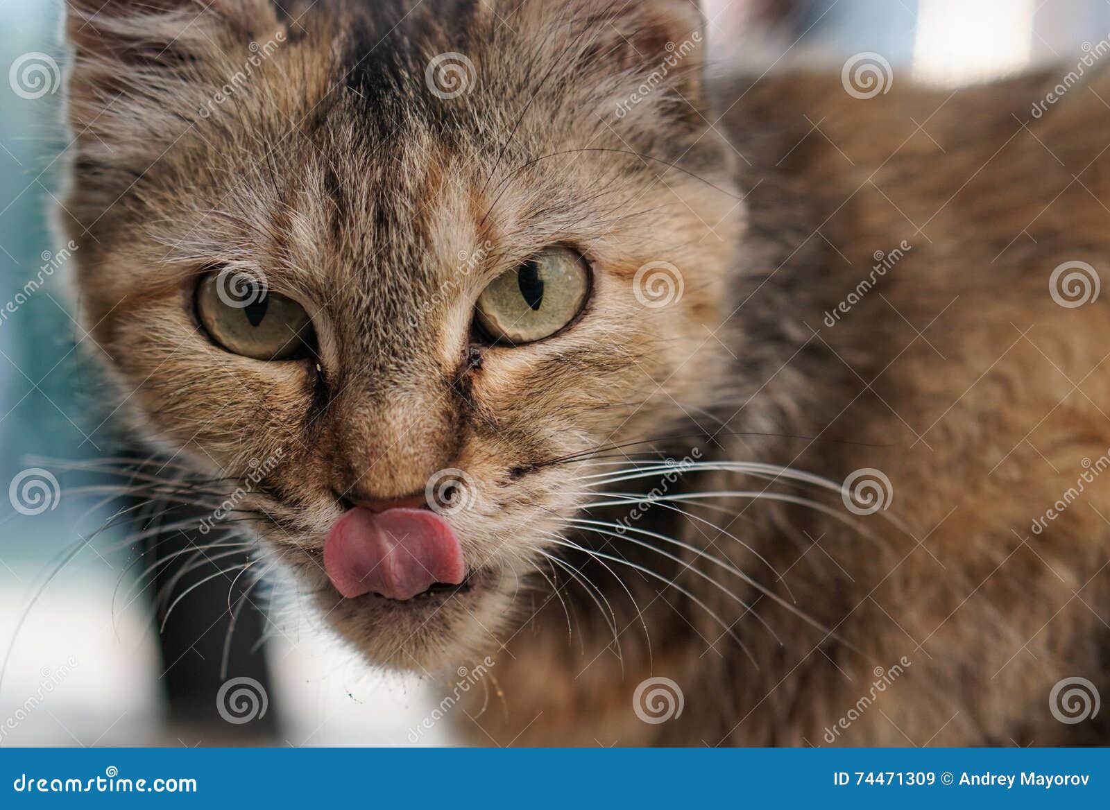 Angry cat close-up stock image. Image of angry, closeup - 74471309