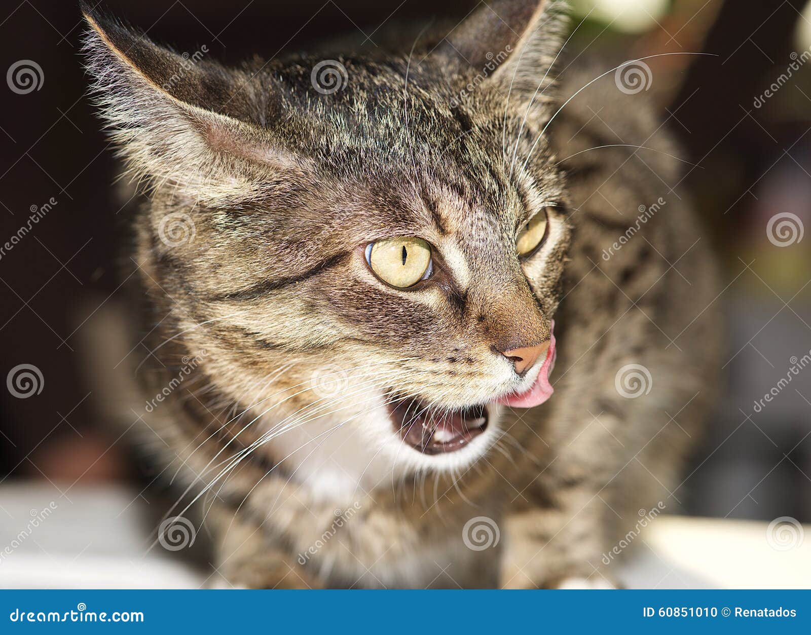 Angry Cat Close Up, Portrait of Cat Stock Photo - Image of serious ...