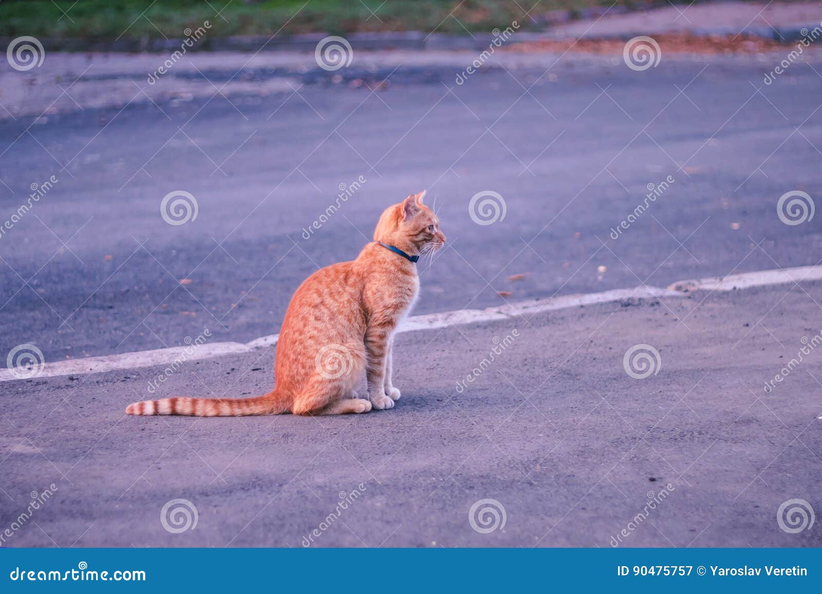 Angry cat closeup stock image. Image of frightened, feline - 90475757