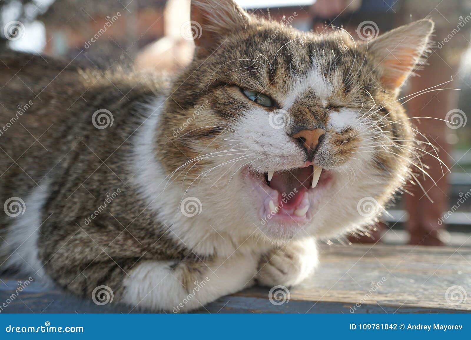 Angry cat stock photo. Image of teeth, mustaches, portrait - 109781042