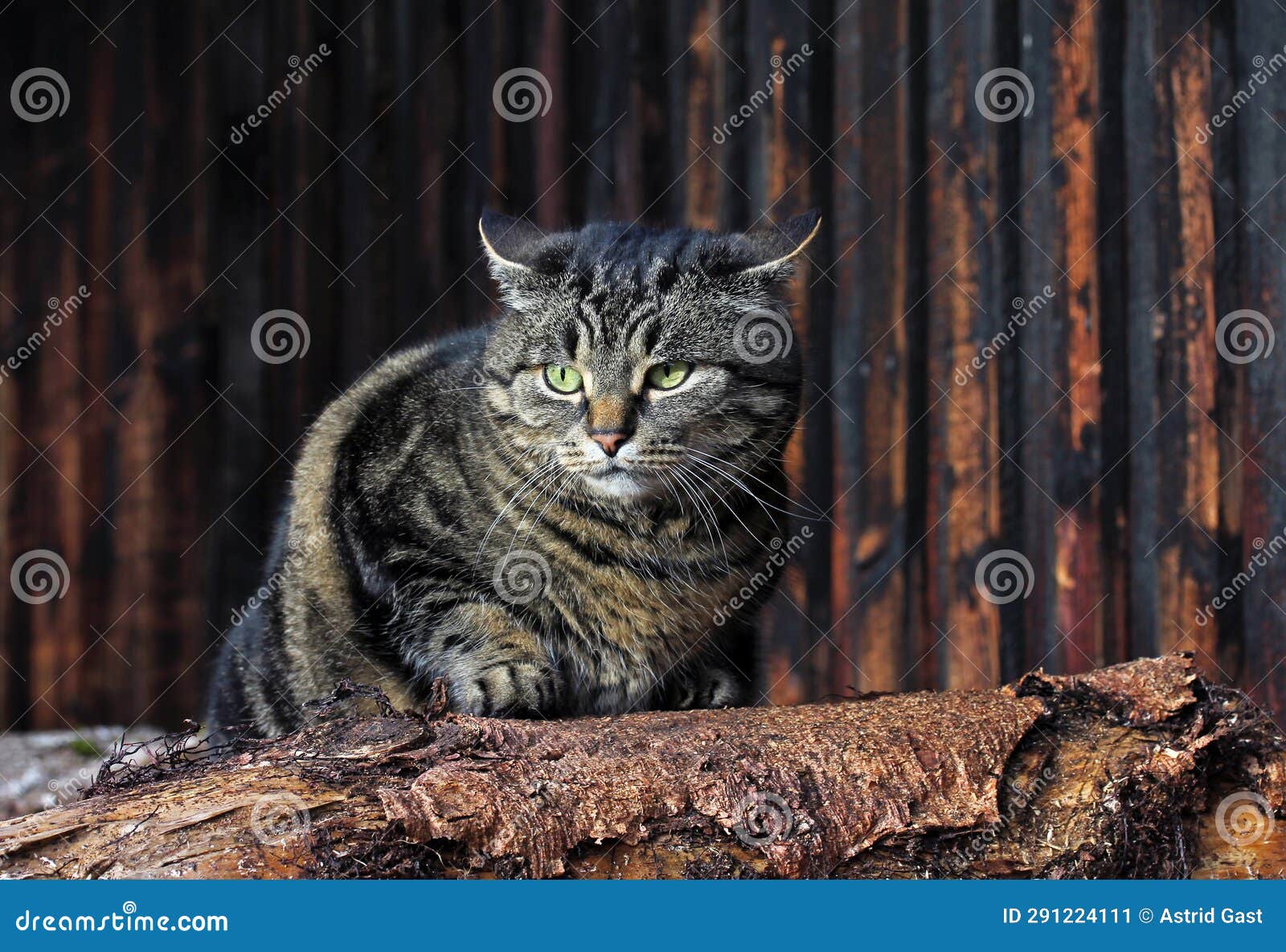 An Angry Cat with Ears Laid Back Stock Image - Image of furry, active ...