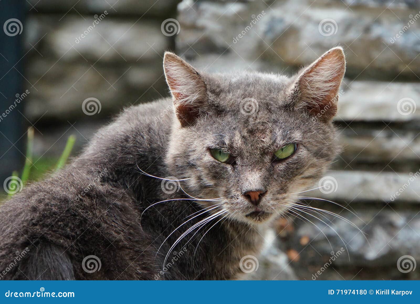 Angry cat stock photo. Image of angry, mammal, head, cute - 71974180