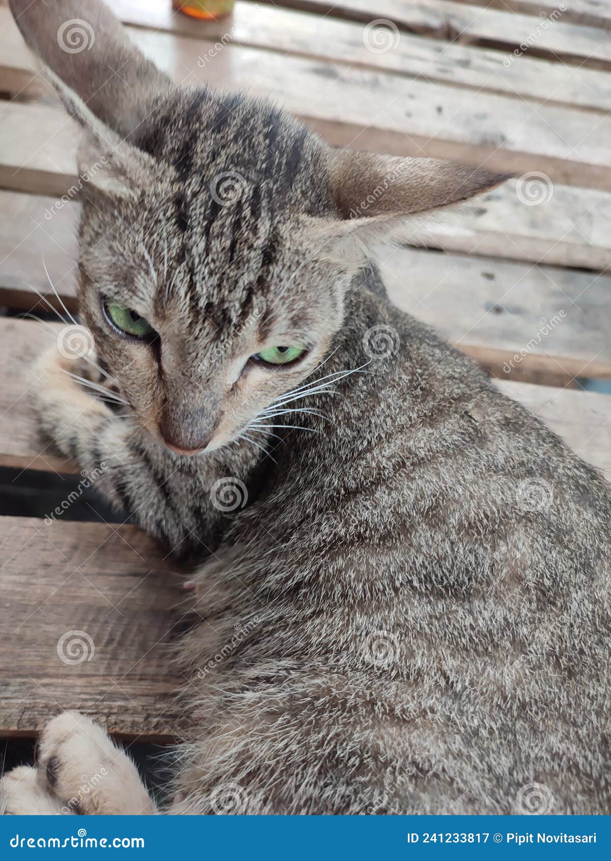 Angry cat expression photo stock image. Image of angry - 241233817