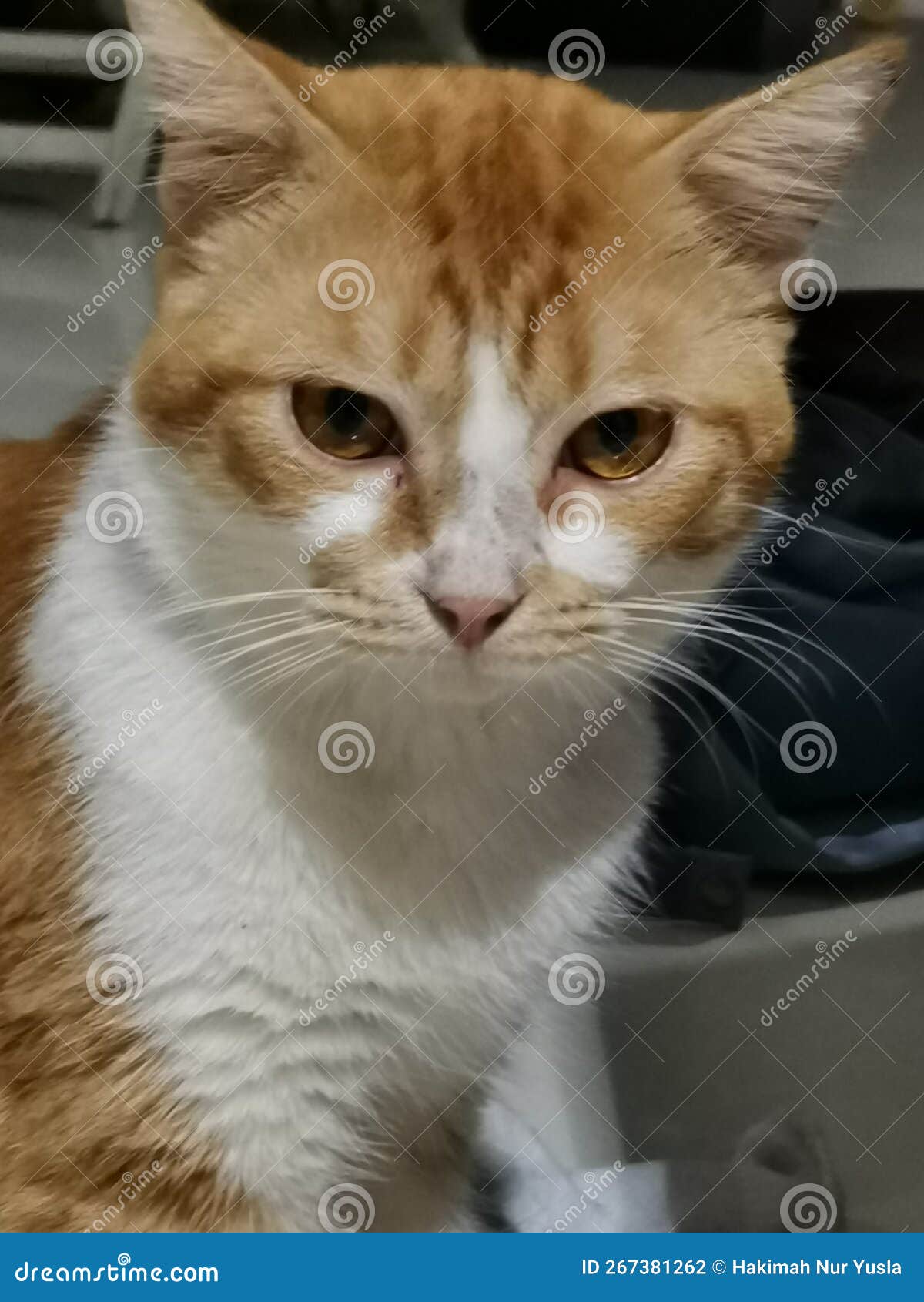 Angry cat face stock photo. Image of kitten, snout, angry - 267381262