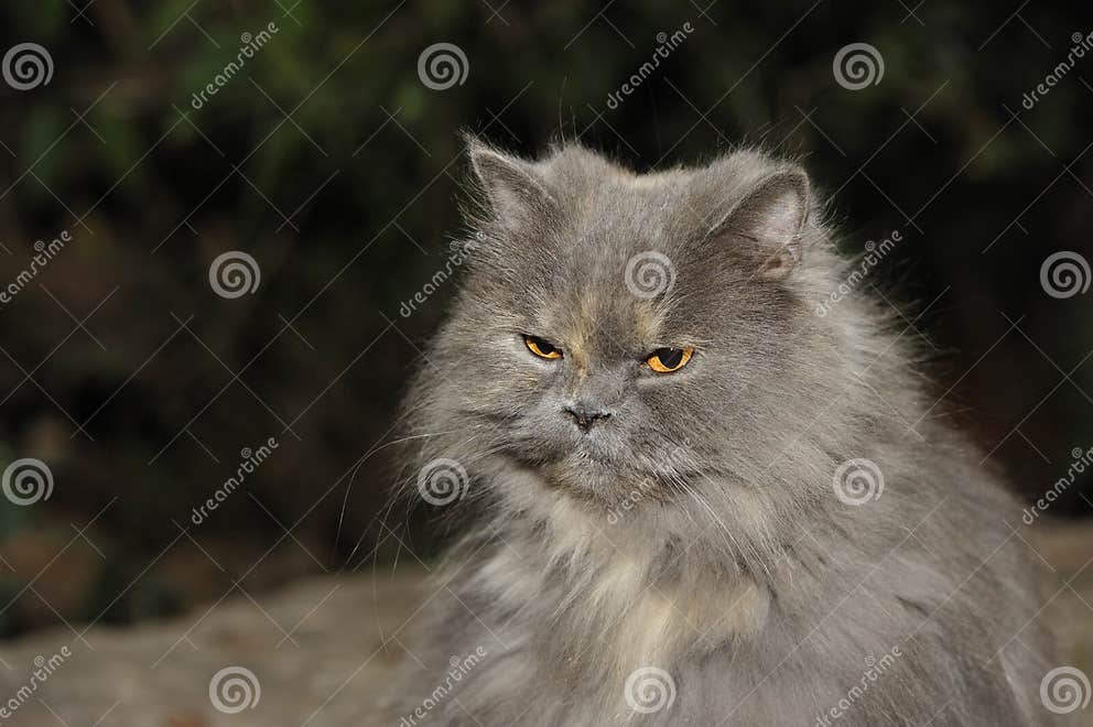 Angry Cat stock photo. Image of grey, smoky, yellow, angry - 42425832