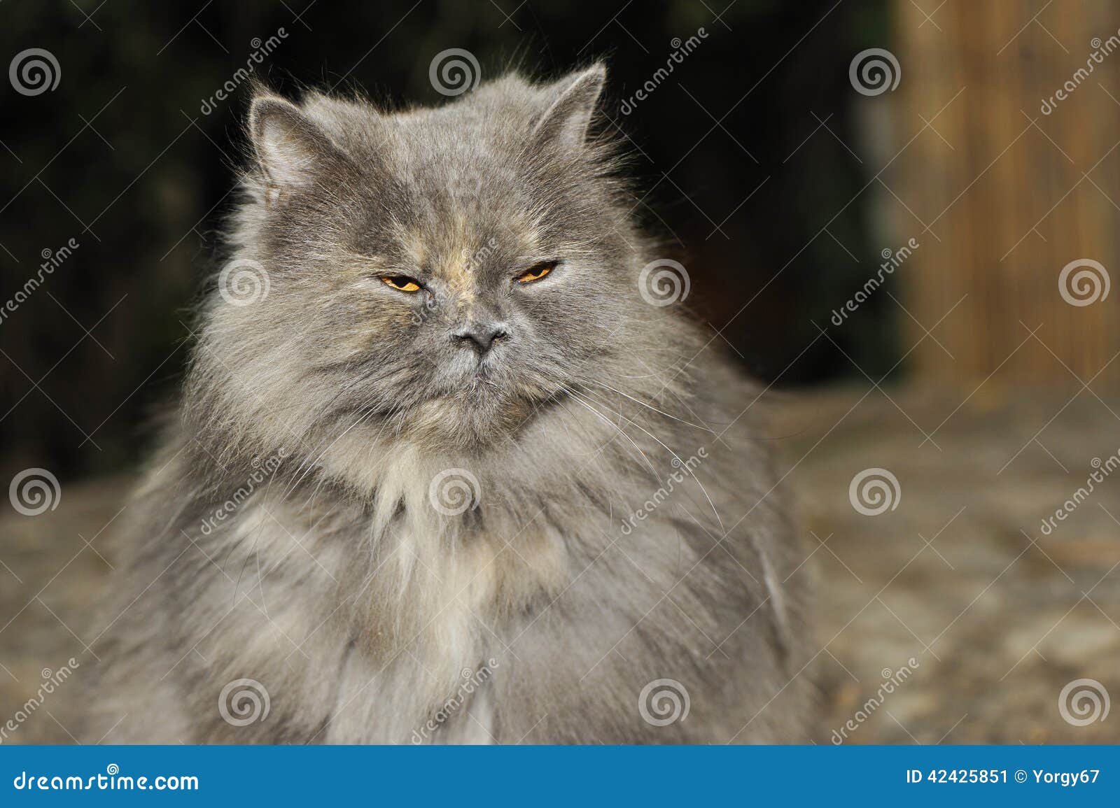 Angry Cat stock image. Image of yellow, angry, snout - 42425851