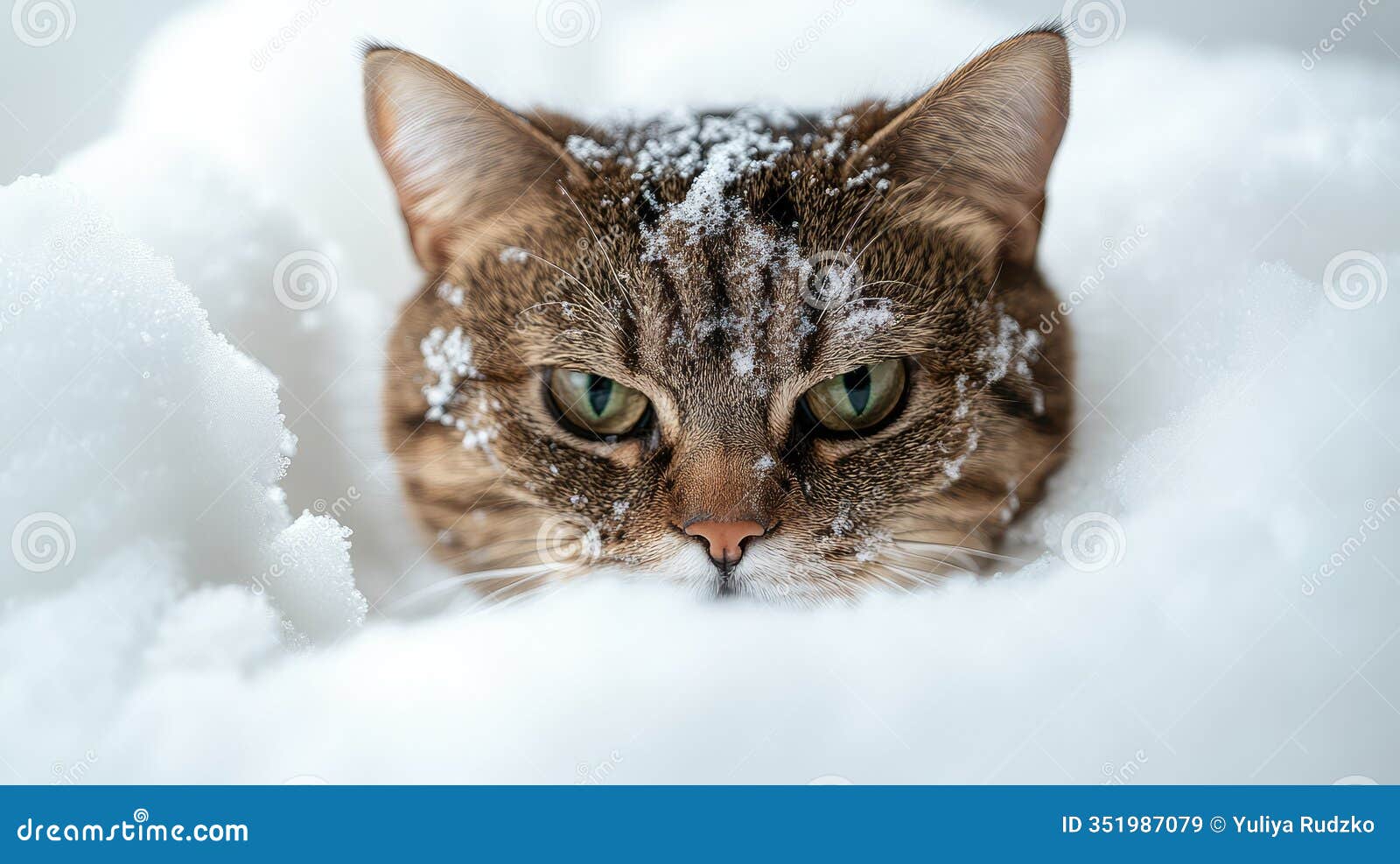 Angry Cat in Foam with Space for Text Stock Image - Image of text ...