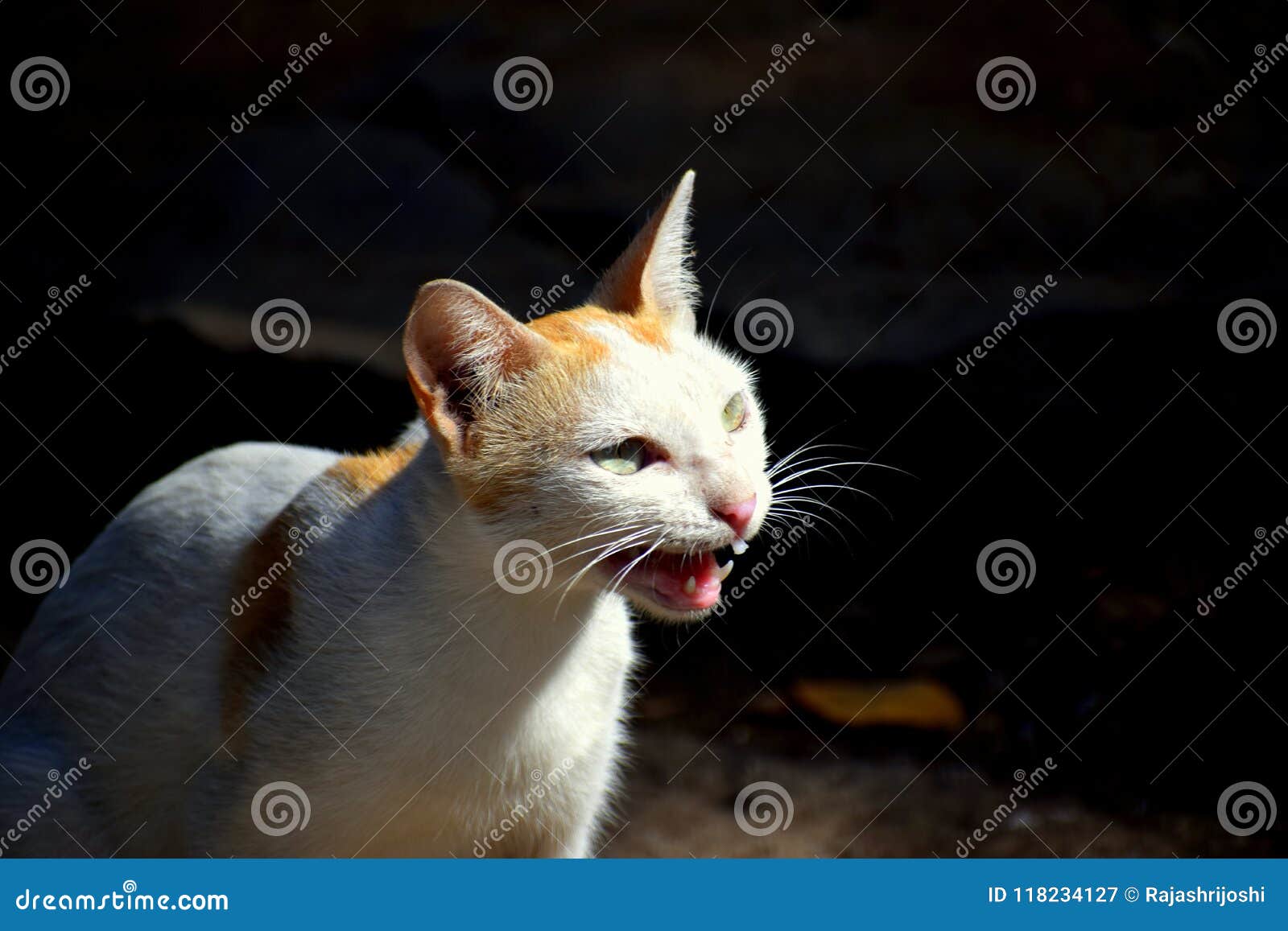 Angry Cat stock image. Image of hunger, animal, house - 118234127