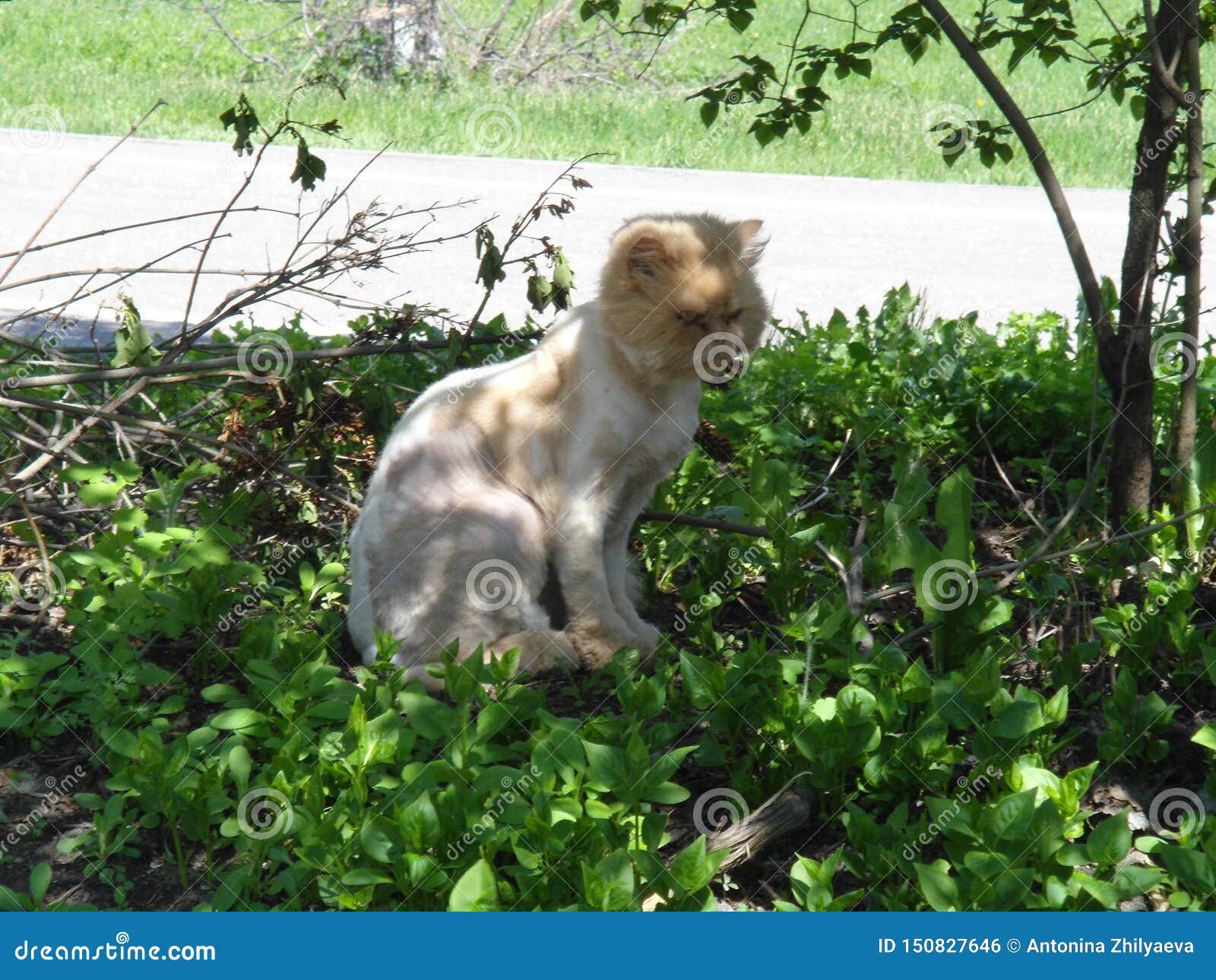 Angry cat in the grass stock photo. Image of grass, angry - 150827646