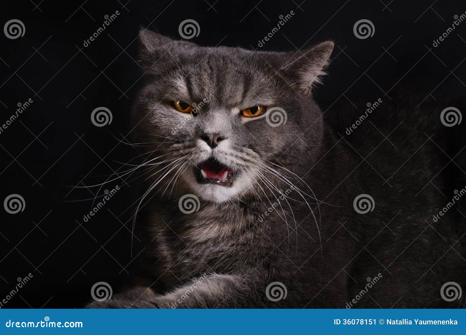 Angry cat stock image. Image of black, fluffy, cats, evil - 36078151