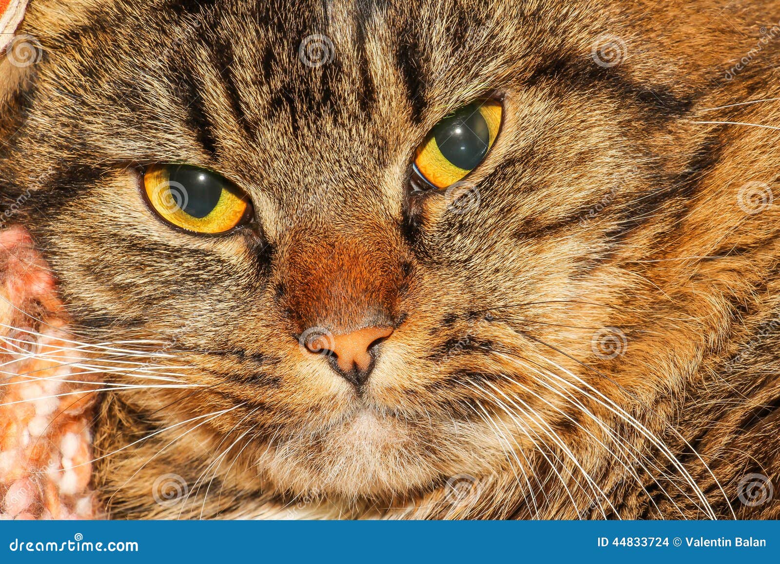 Angry cat stock photo. Image of friendly, posing, ears - 44833724