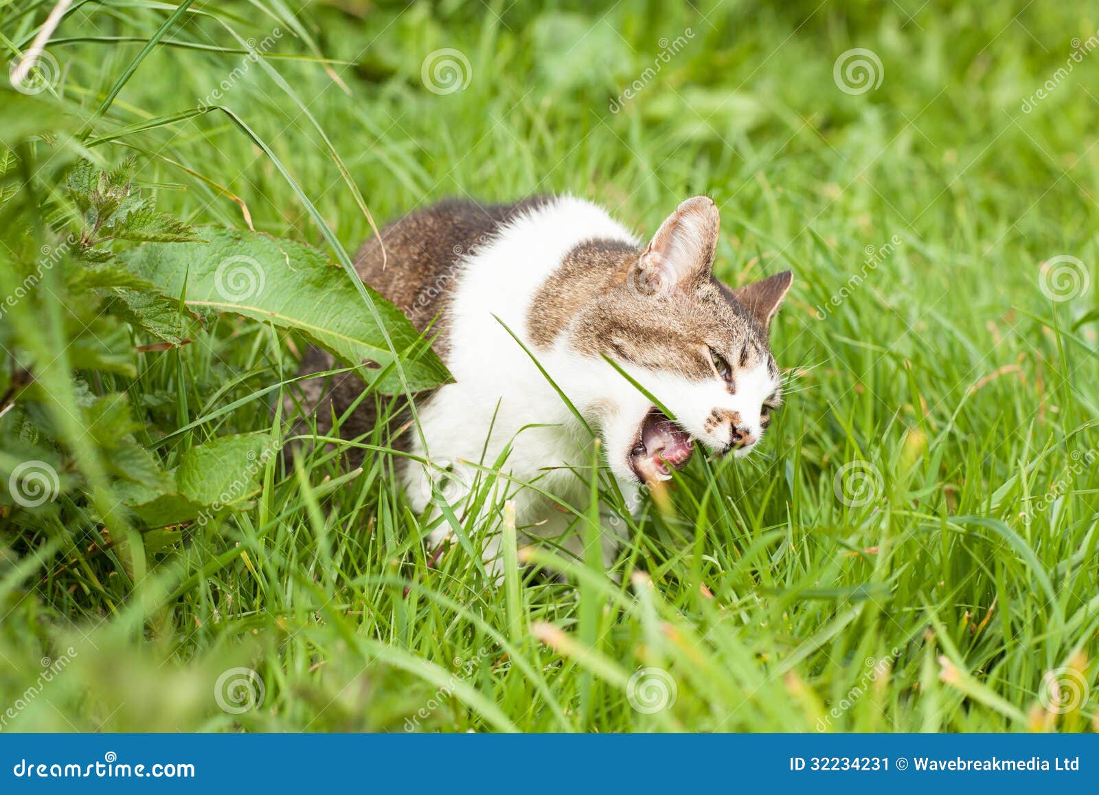 Angry cat in green grass stock image. Image of outdoors - 32234231