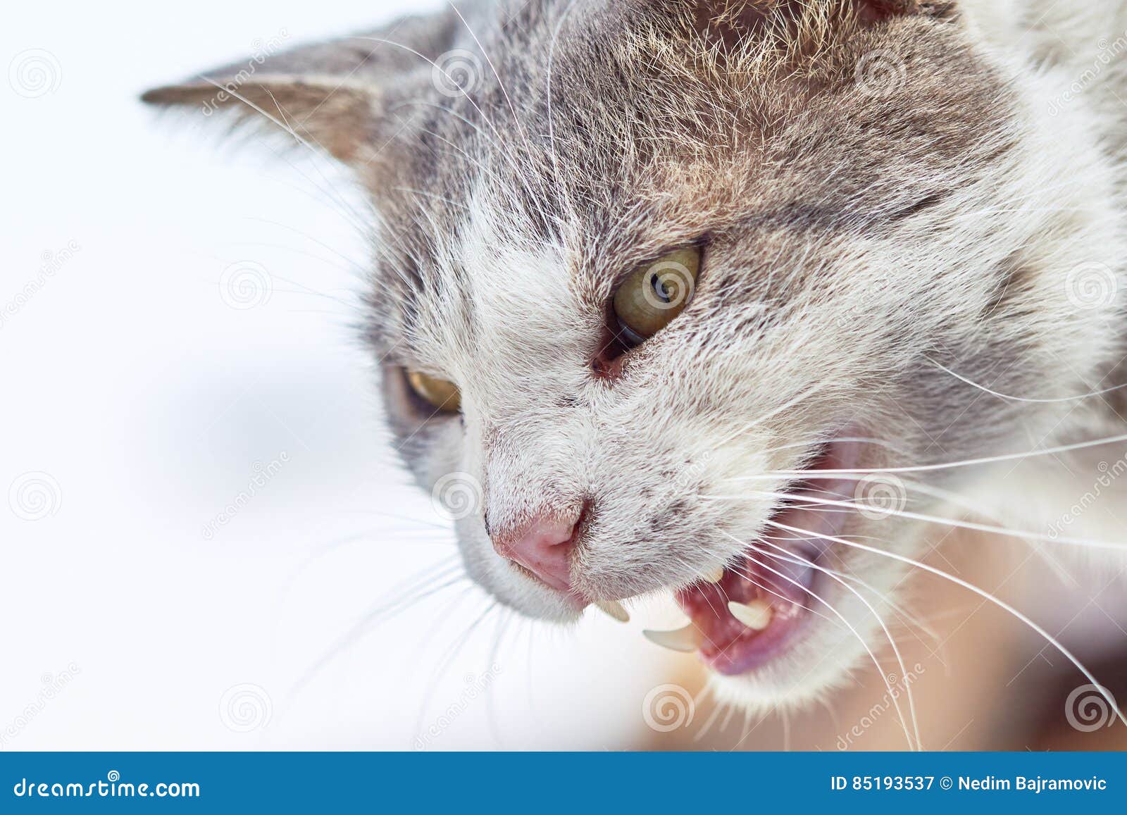 Angry cat hissing stock image. Image of hissing, eyes - 85193537