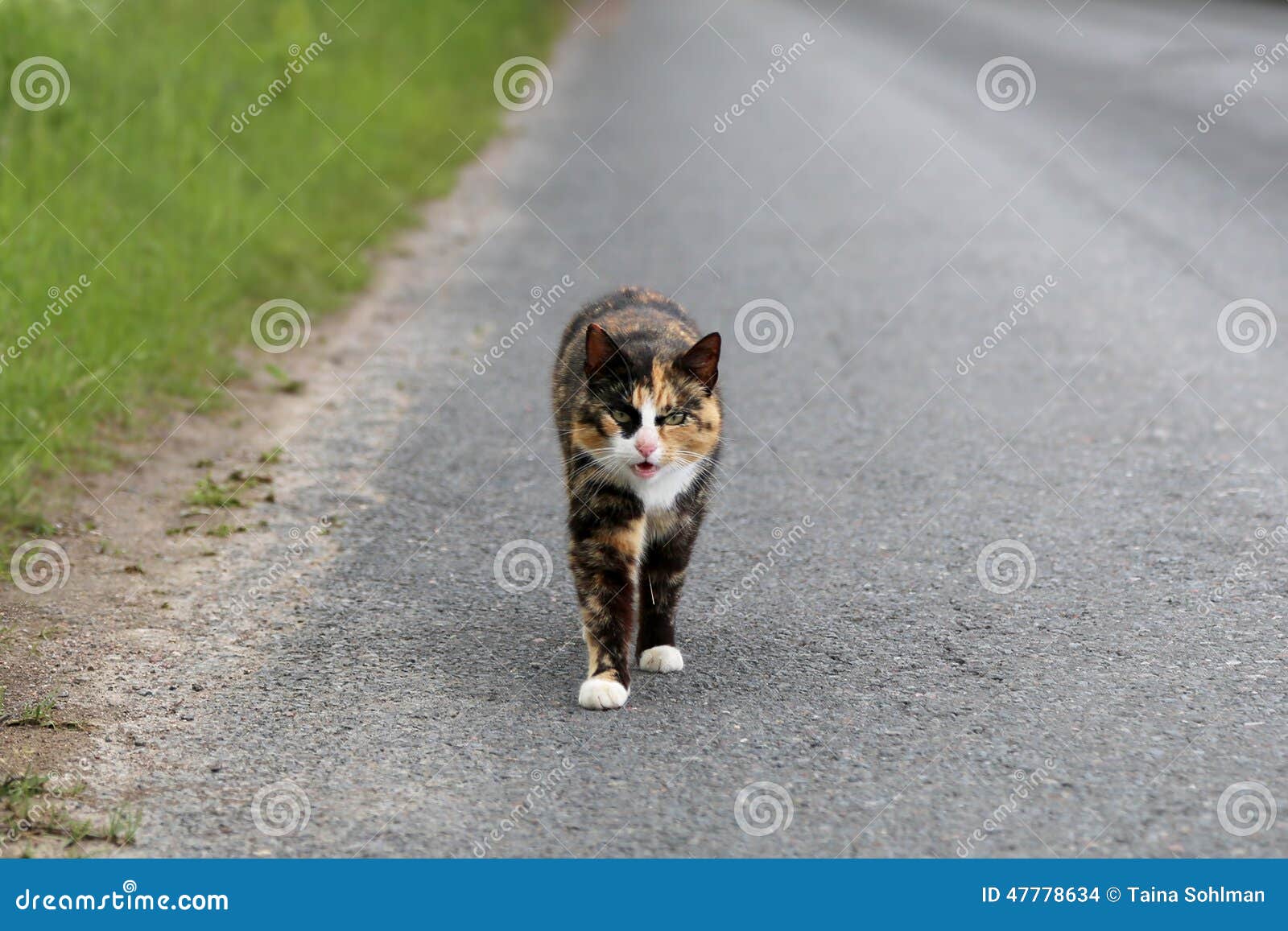 Angry Cat Keeps a Watch on the Road Stock Photo - Image of furious ...