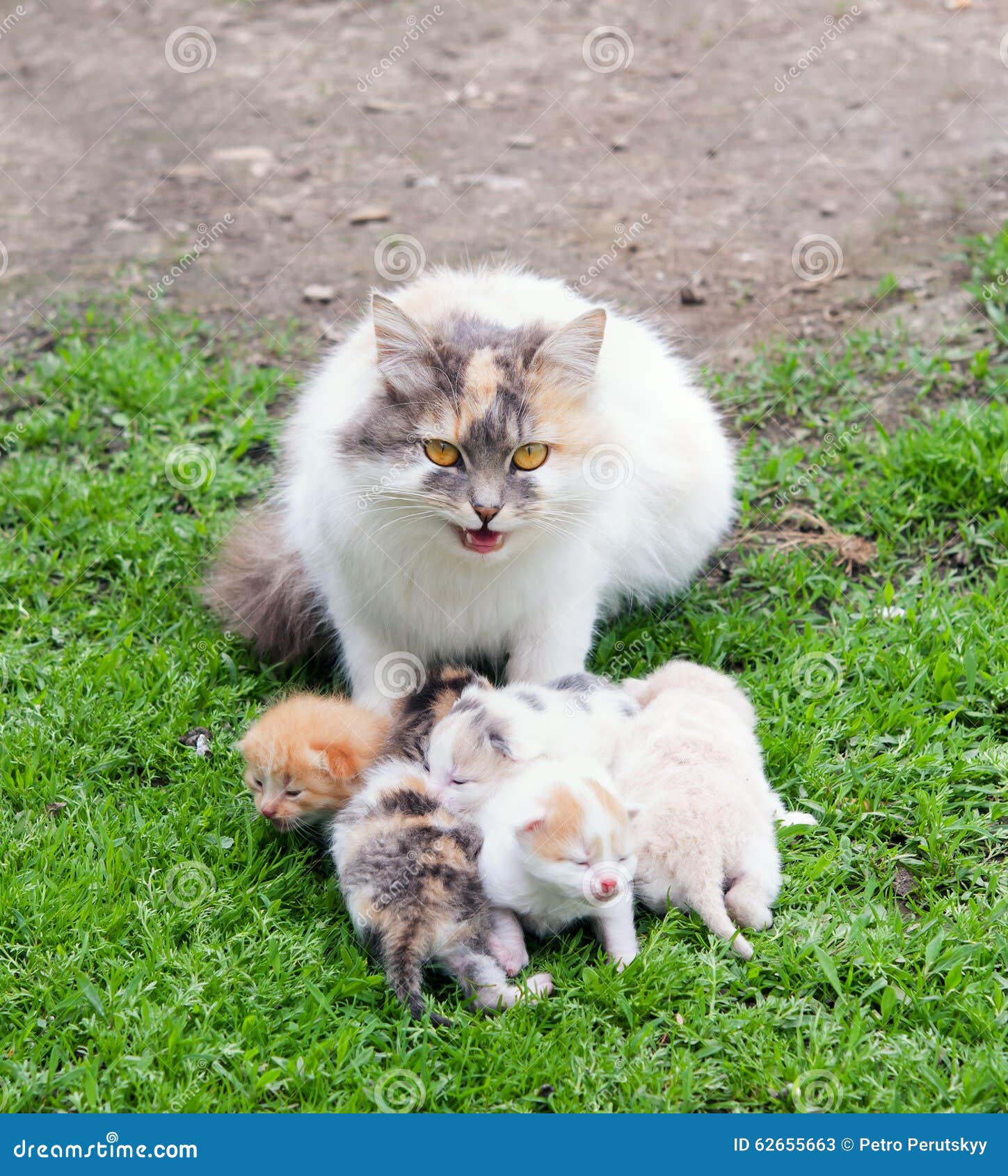 Angry cat stock image. Image of striped, nature, outdoor - 62655663