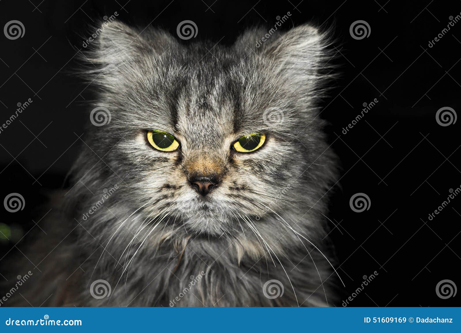 Angry cat stock image. Image of kittens, portrait, dark - 51609169