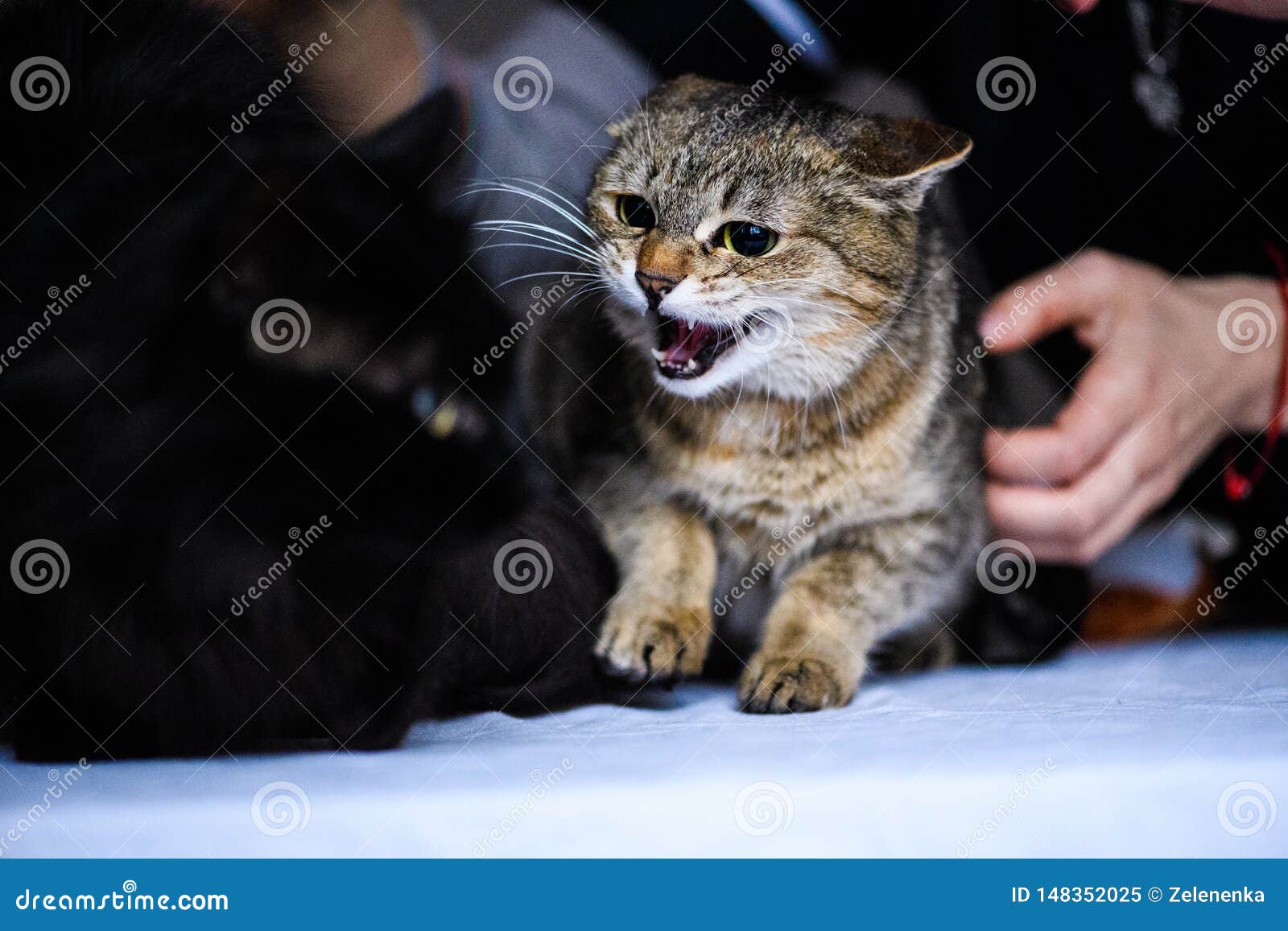 Angry Cat Looking To an Other Cat Stock Image - Image of mammal ...