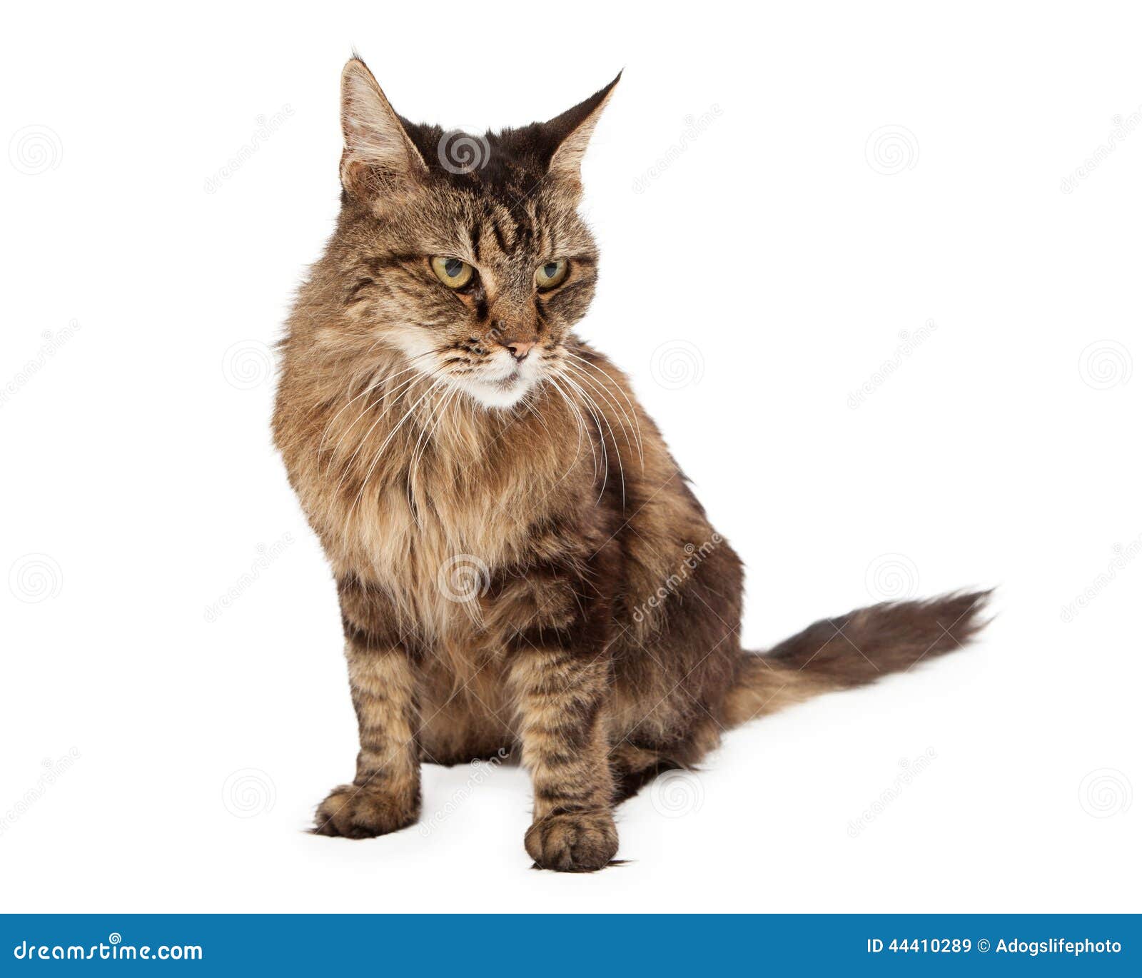 Angry Cat Looking To Side stock image. Image of studio - 44410289