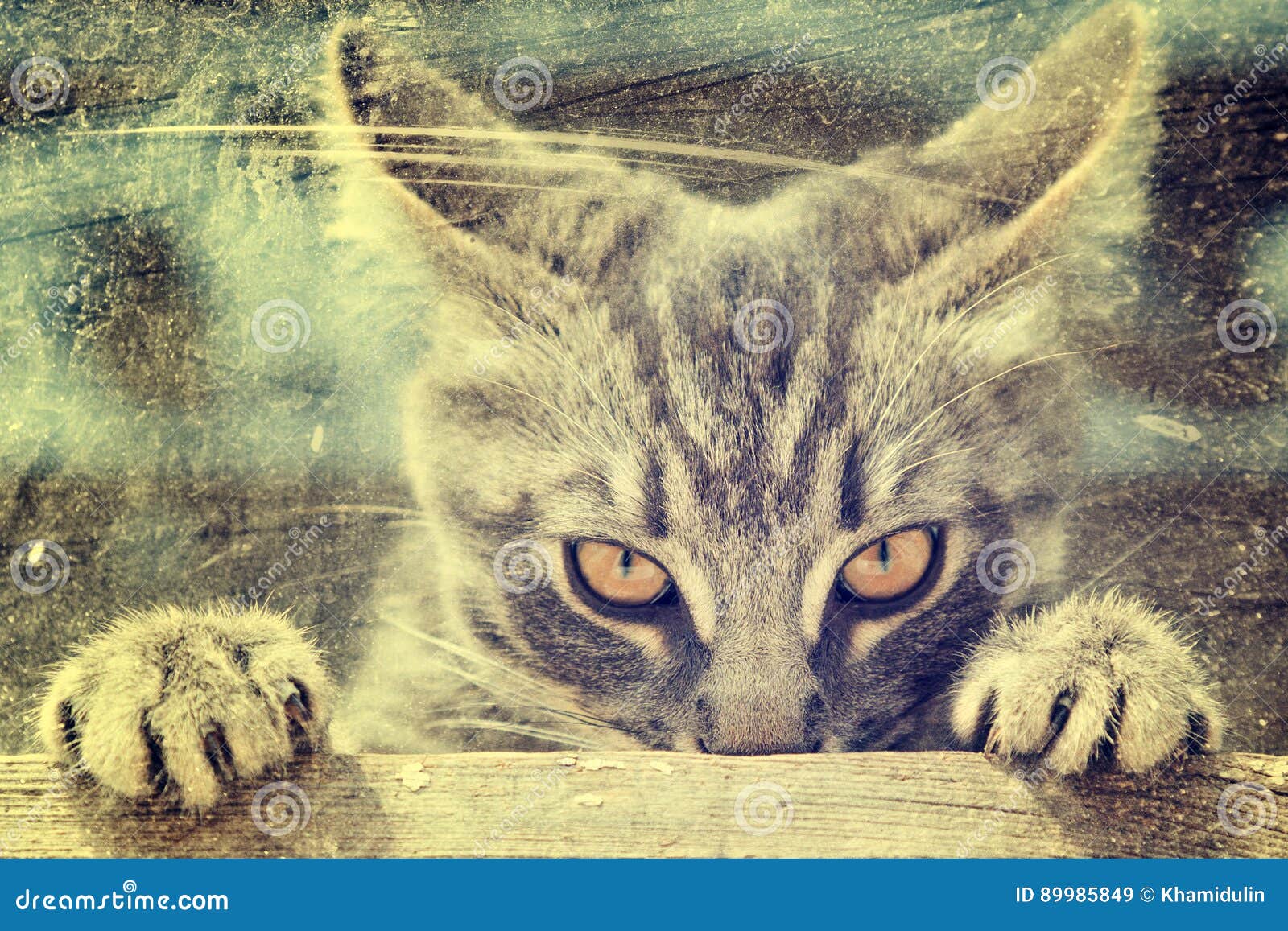 Angry cat looks in front. stock image. Image of looking - 89985849