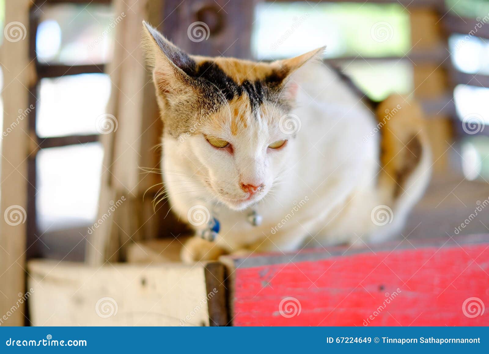 Devil Cat Grumpy Cat