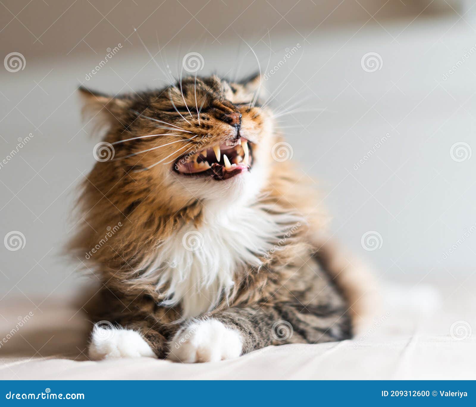Angry cat lying stock photo. Image of faucet, intimidated - 209312600