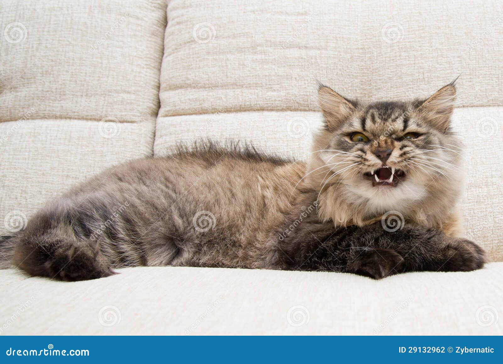 An angry cat lying on sofa stock photo. Image of kitten - 29132962