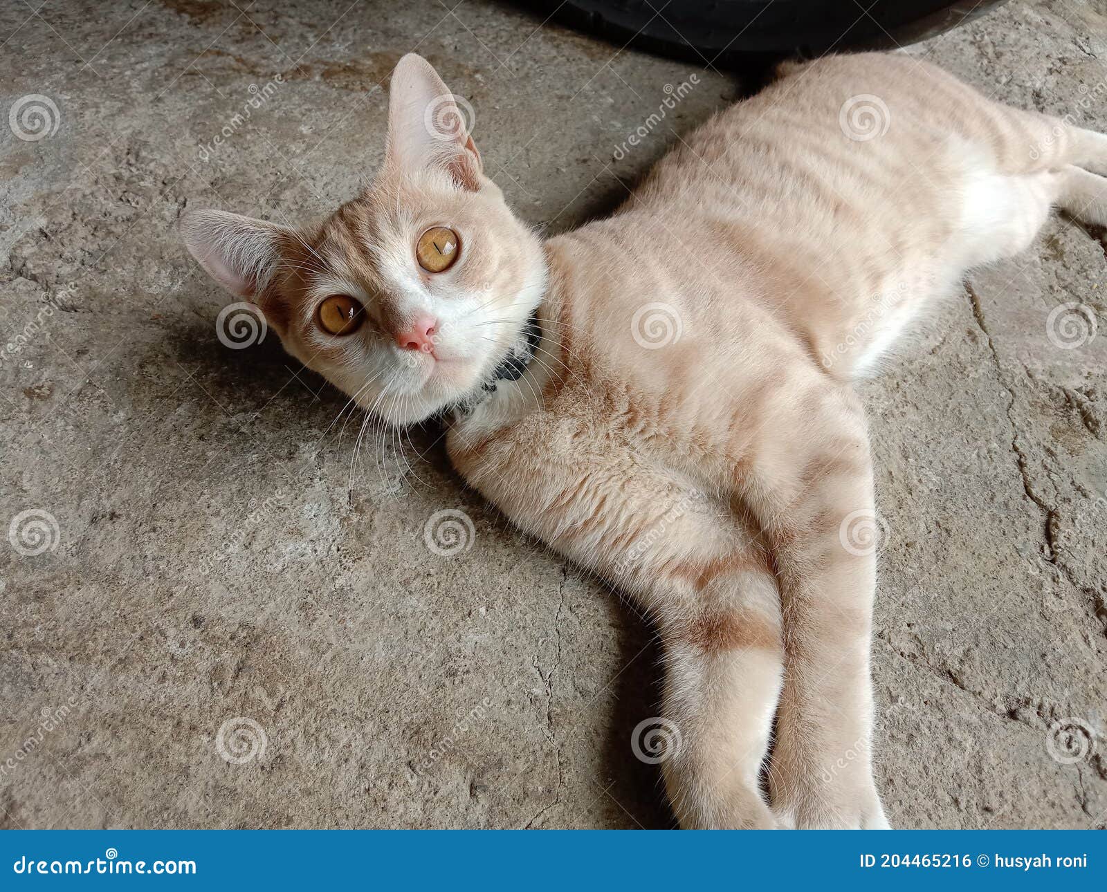 Angry cat in the morning stock photo. Image of carnivore - 204465216