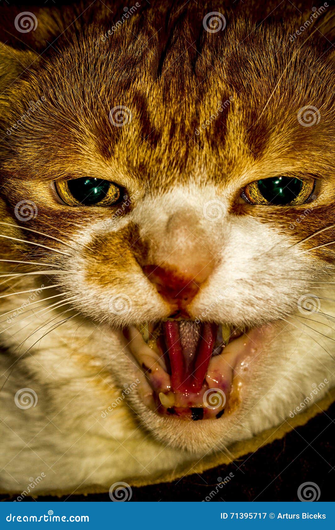 Angry cat stock image. Image of nature, frightened, angry - 71395717