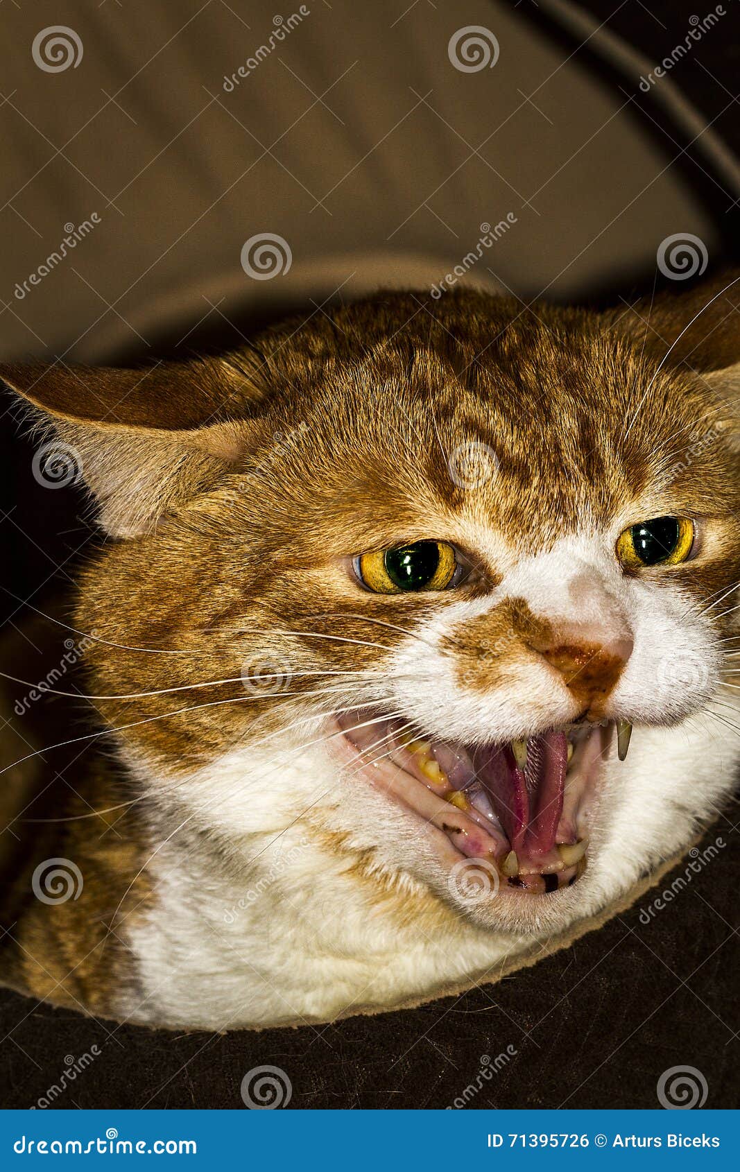 Angry cat stock photo. Image of face, nose, looking, furious - 71395726
