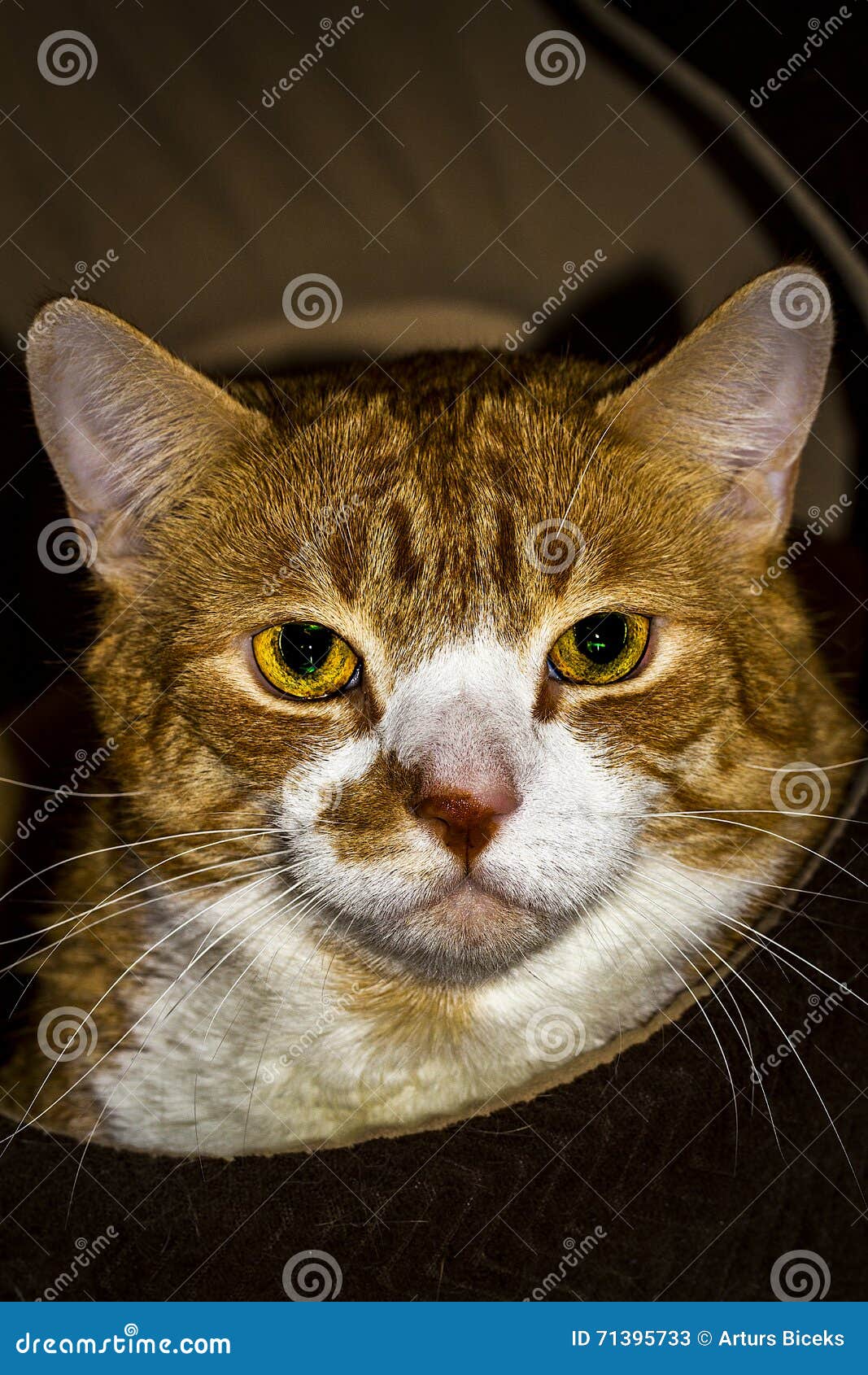 Angry cat stock image. Image of kitty, friendship, adorable - 71395733