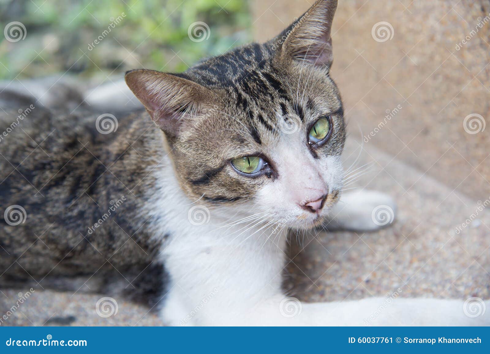 Angry cat not friendly. stock image. Image of friendly - 60037761