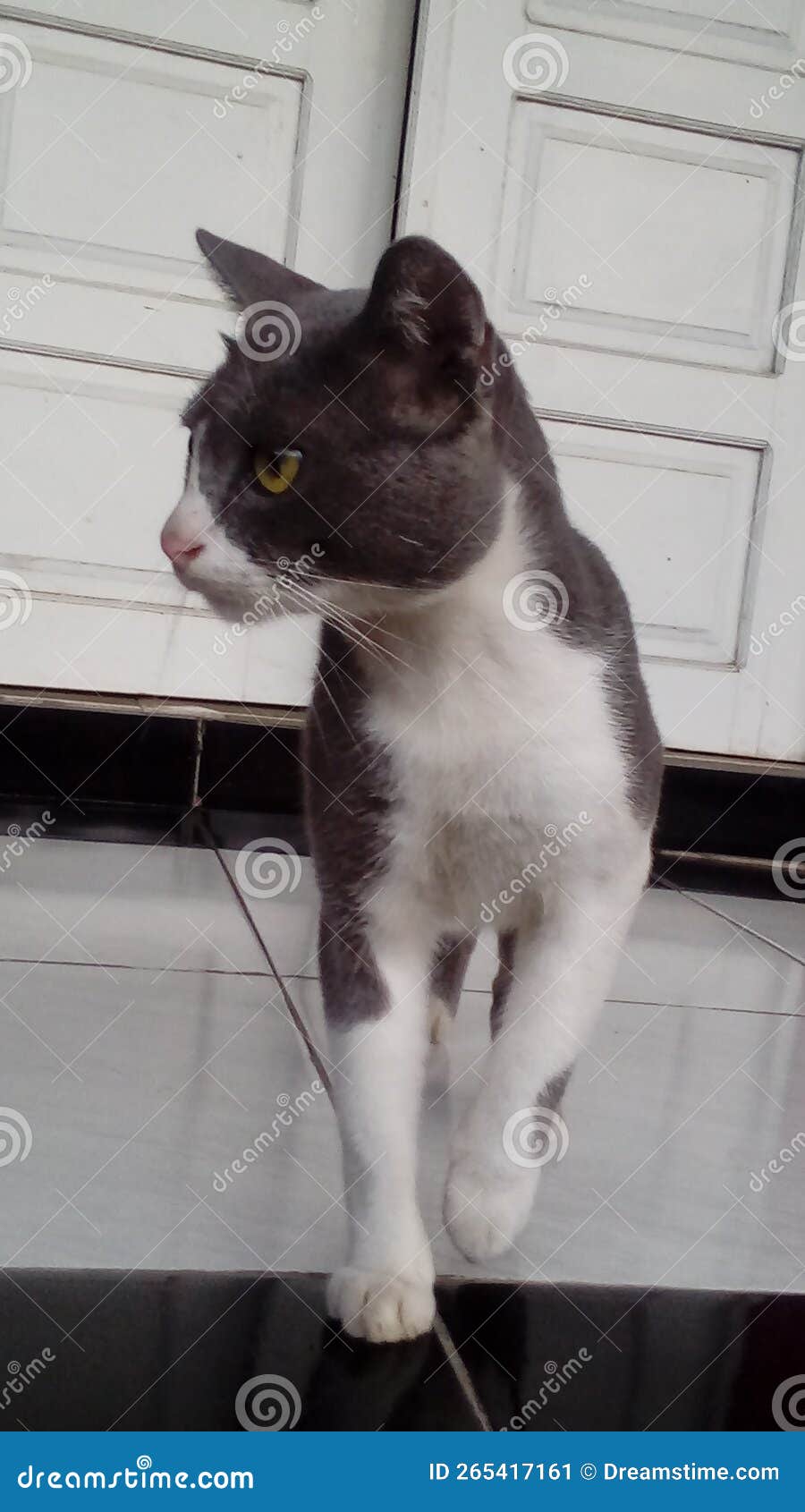 Angry cat now stock image. Image of cheat, relationship - 265417161