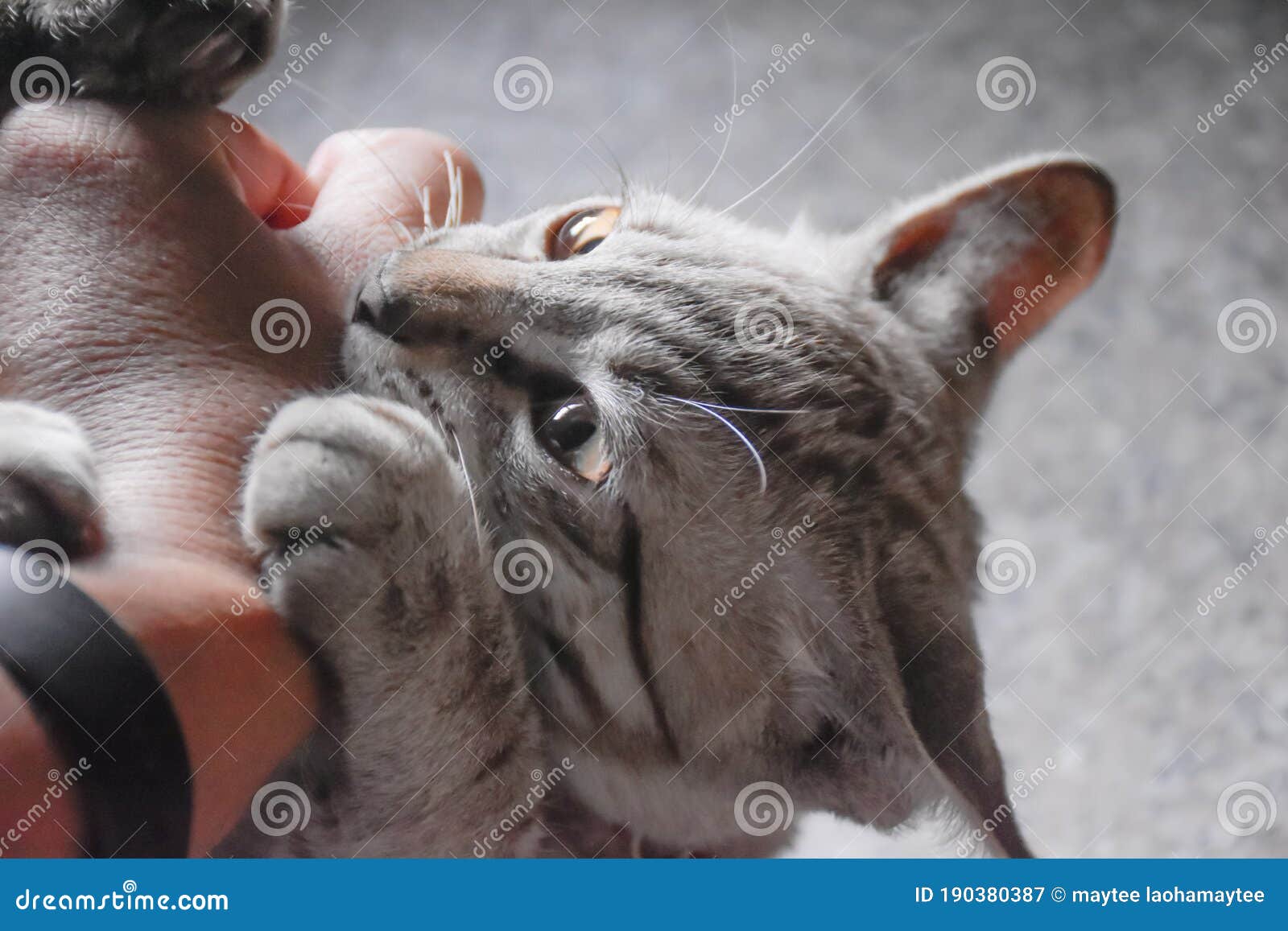 Angry cat with owner hand. stock image. Image of nose - 190380387