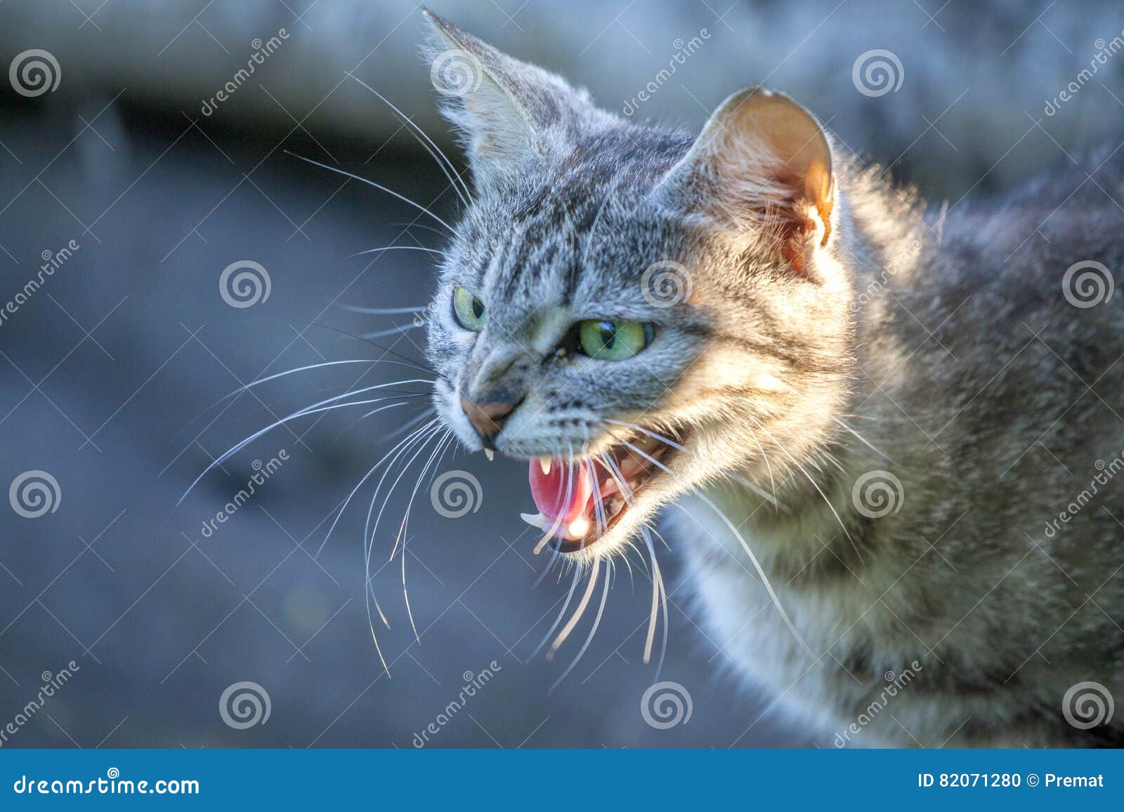 Angry cat stock photo. Image of sharp, creature, close - 82071280