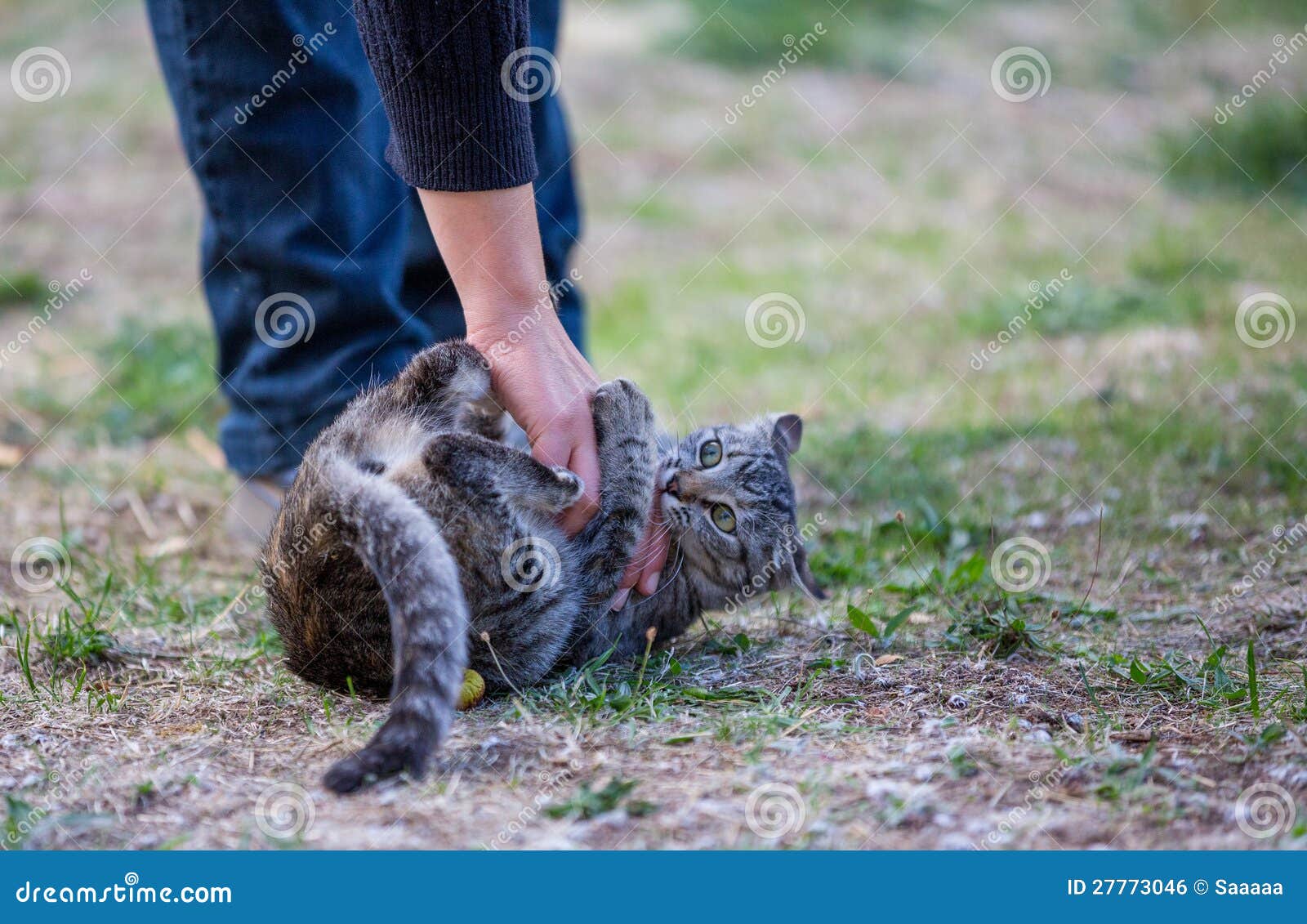 Angry cat playing stock photo. Image of glade, domestic - 27773046