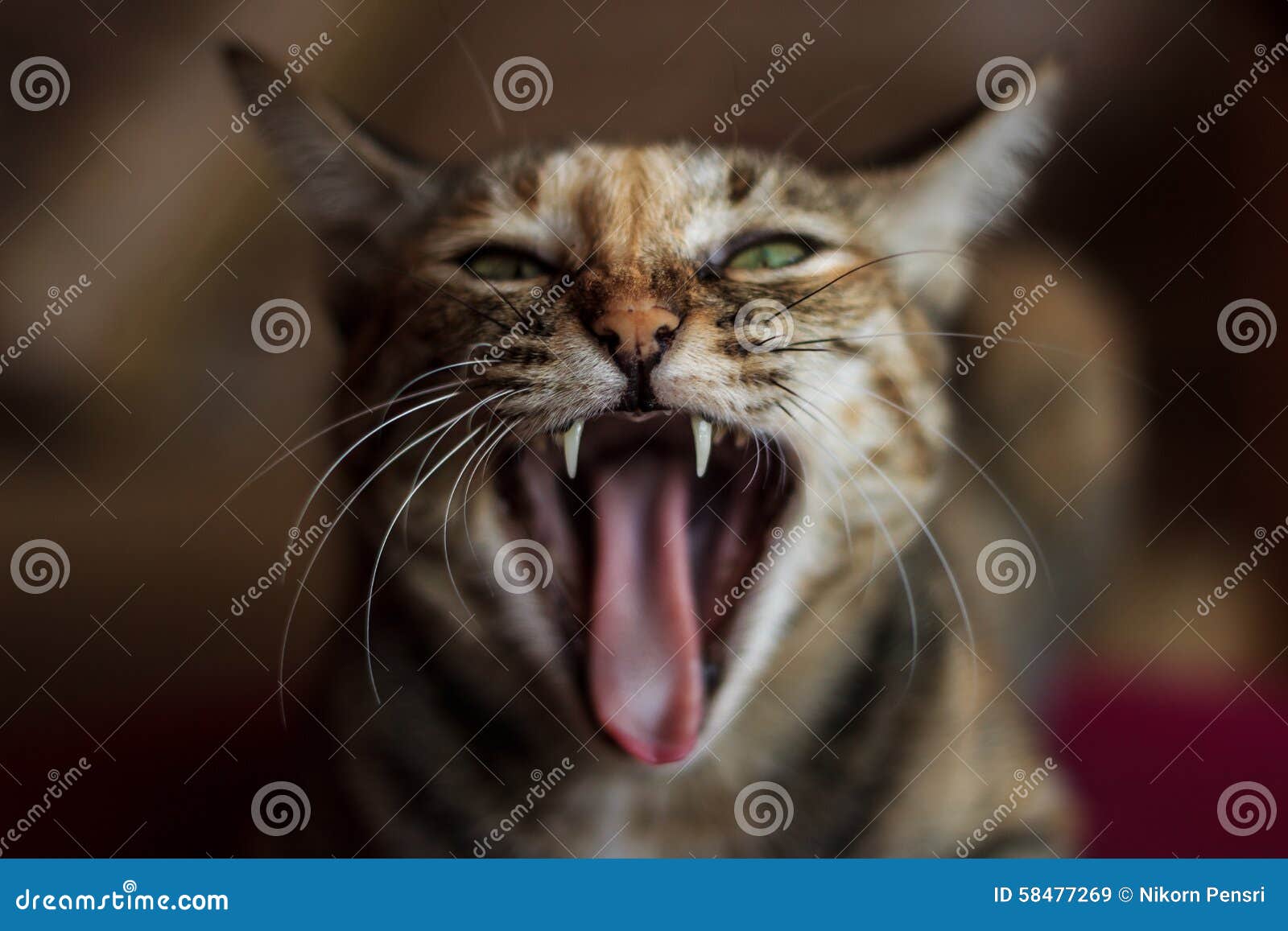 Angry cat stock image. Image of angry, purebred, anger - 58477269