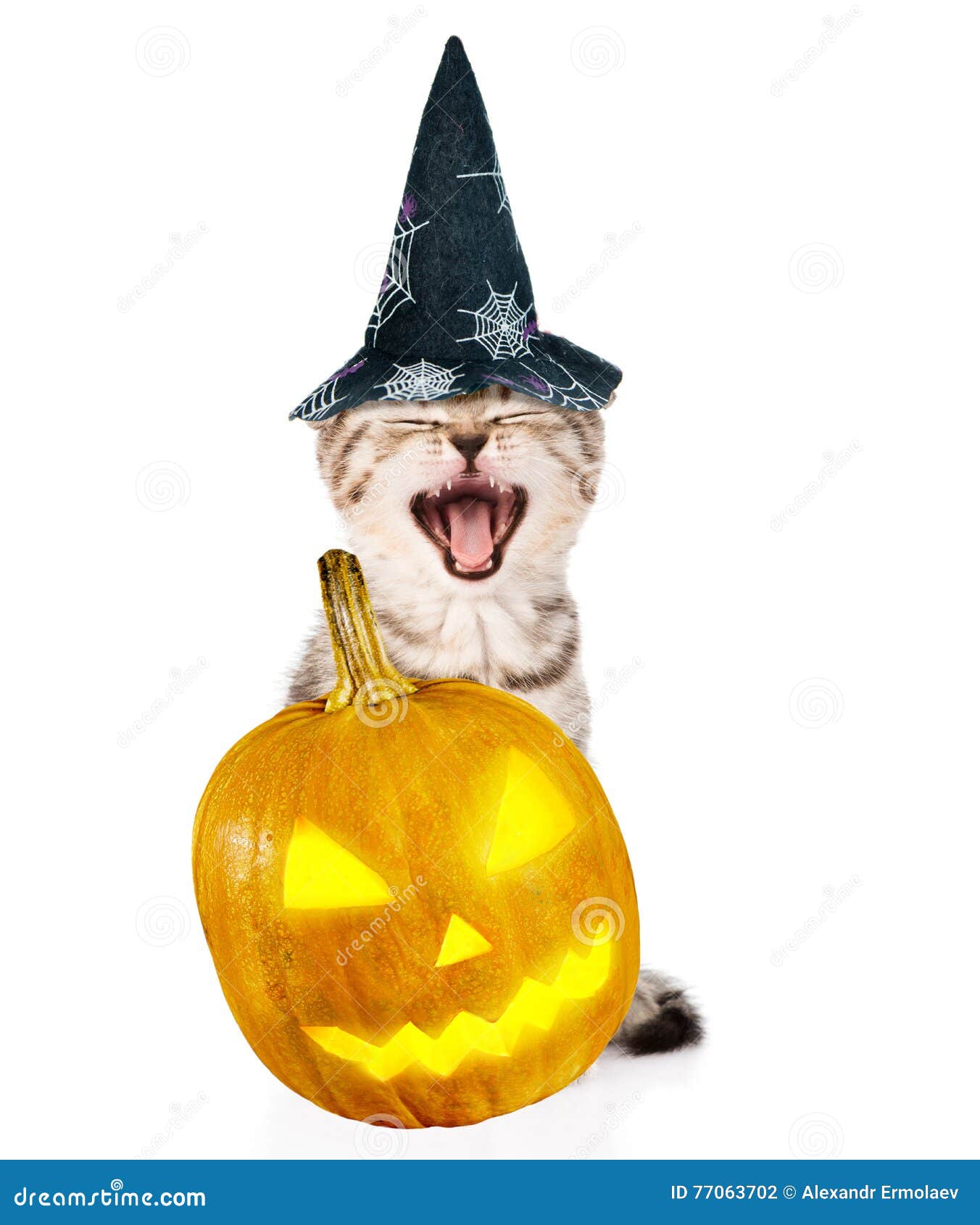 Angry Cat with Pumpkin and Hat for Halloween. Isolated on White Stock ...