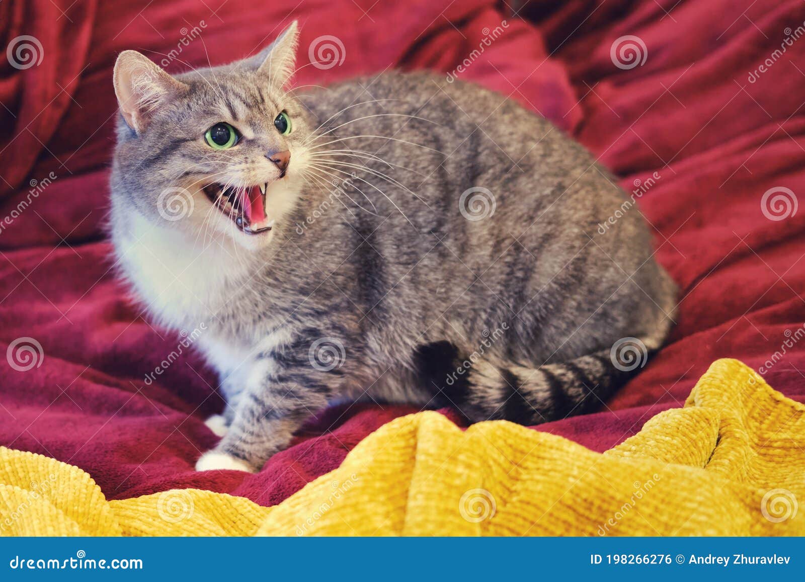 Angry Cat on Red Bed Hissing and Showing Teeth Stock Photo - Image of ...