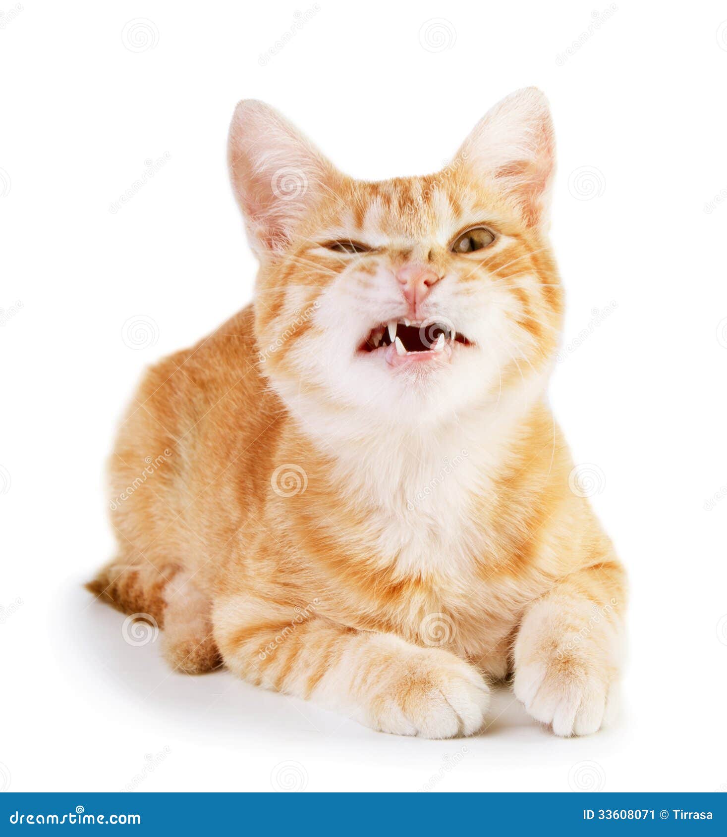 Angry Cat Stock Image - Image: 33608071