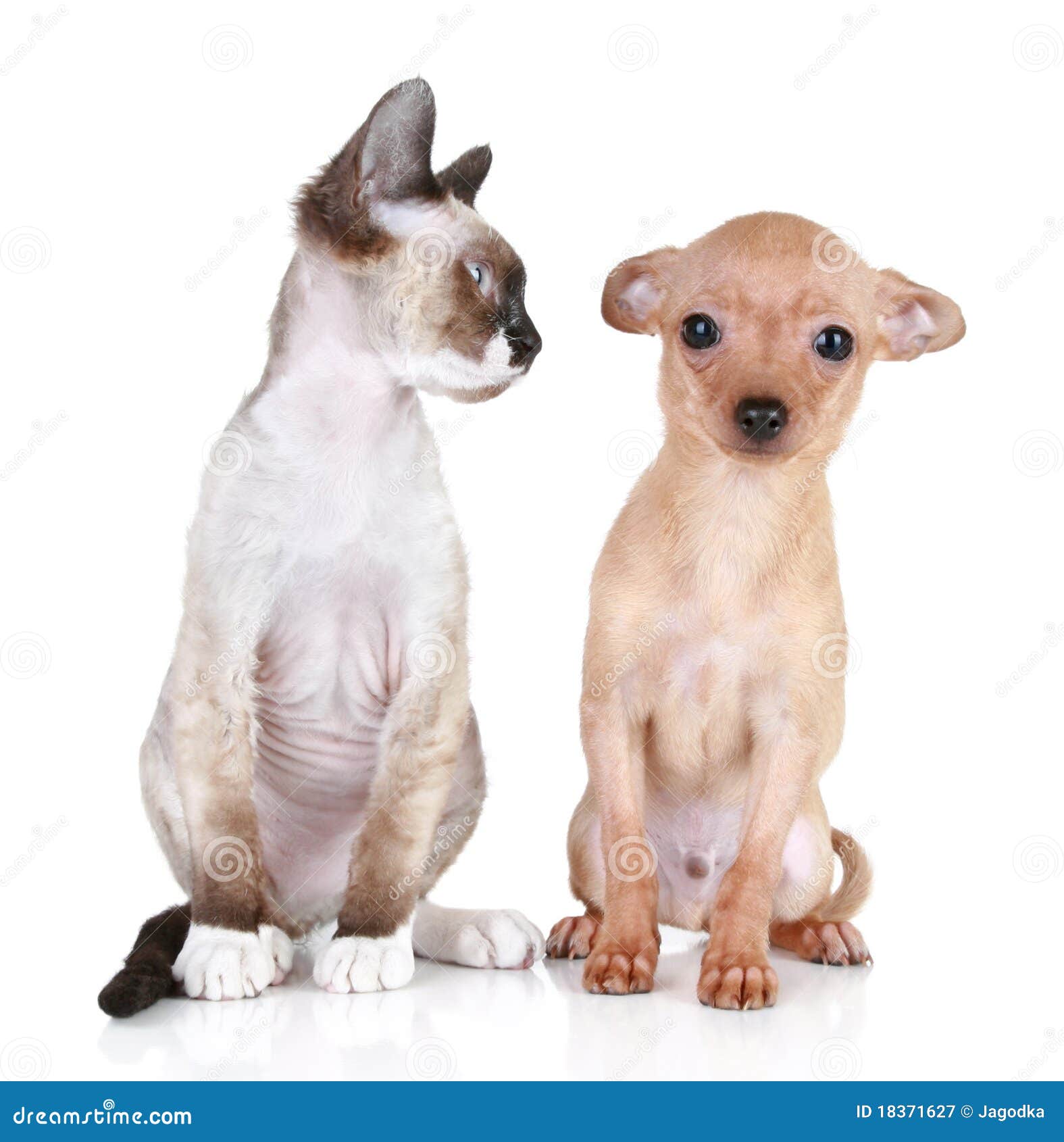 Angry Cat with the Scared Puppy Stock Image - Image of adorable ...