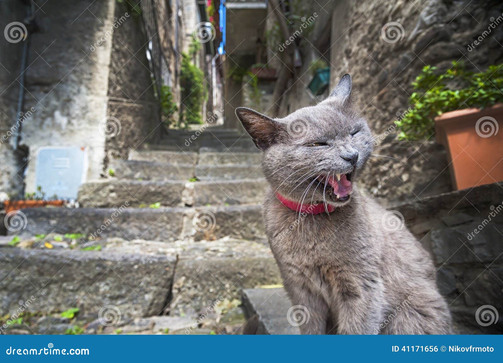 Angry cat stock photo. Image of scream, screaming, angry - 41171656