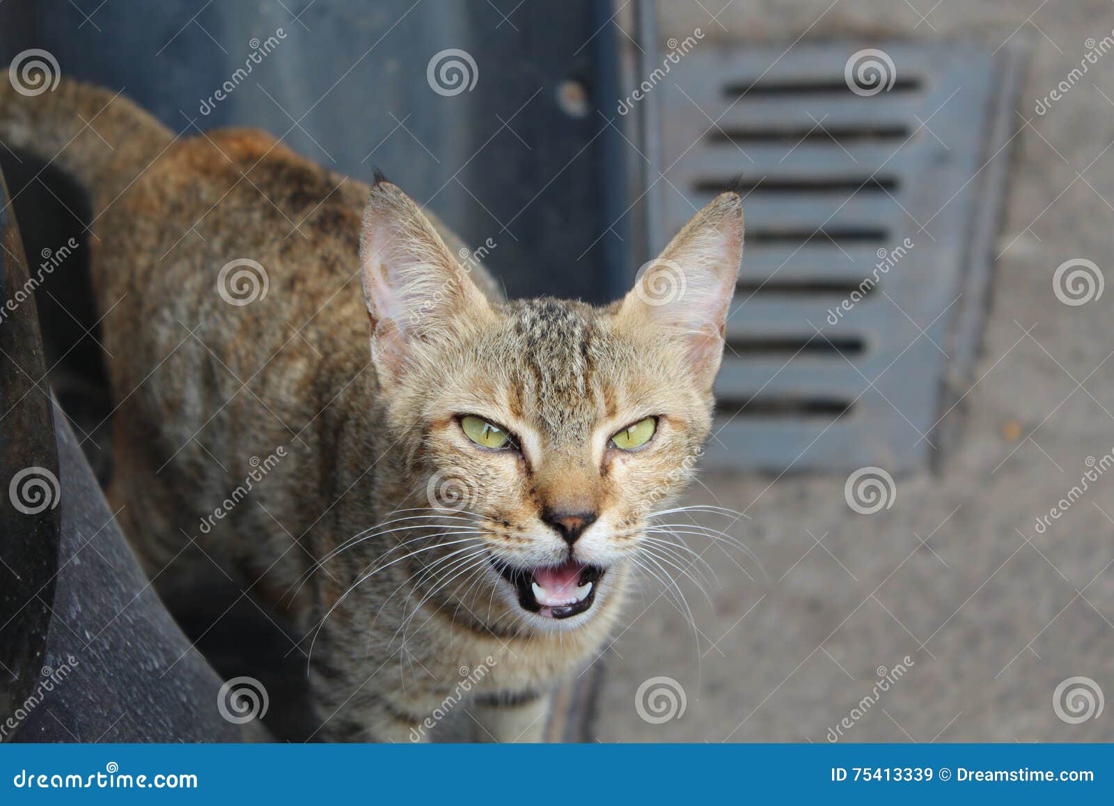 Angry cat stock image. Image of ferocity, fangs, mouth - 75413339