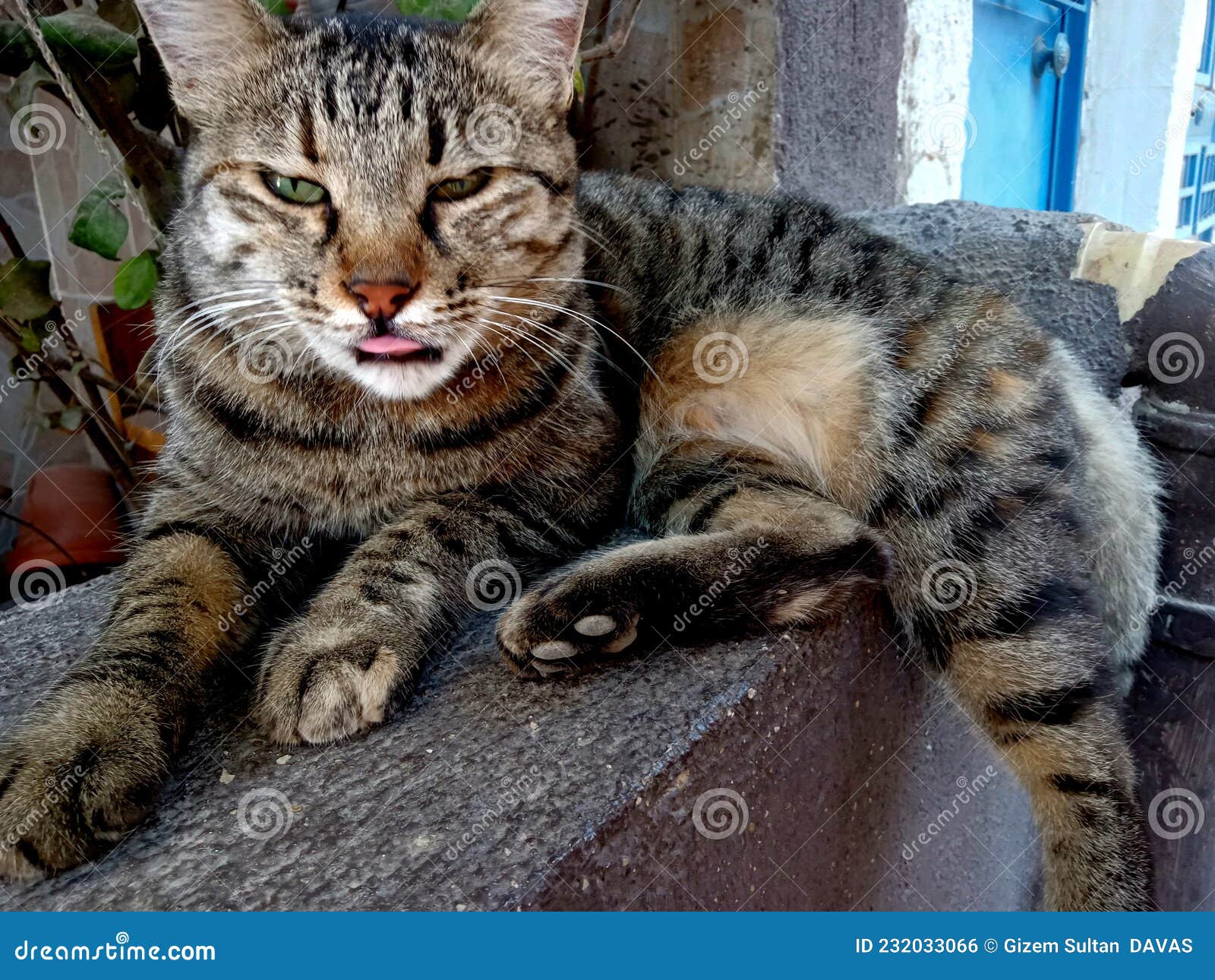 Angry Cat Sitting on the Wall Stock Photo - Image of mammal, sitting ...
