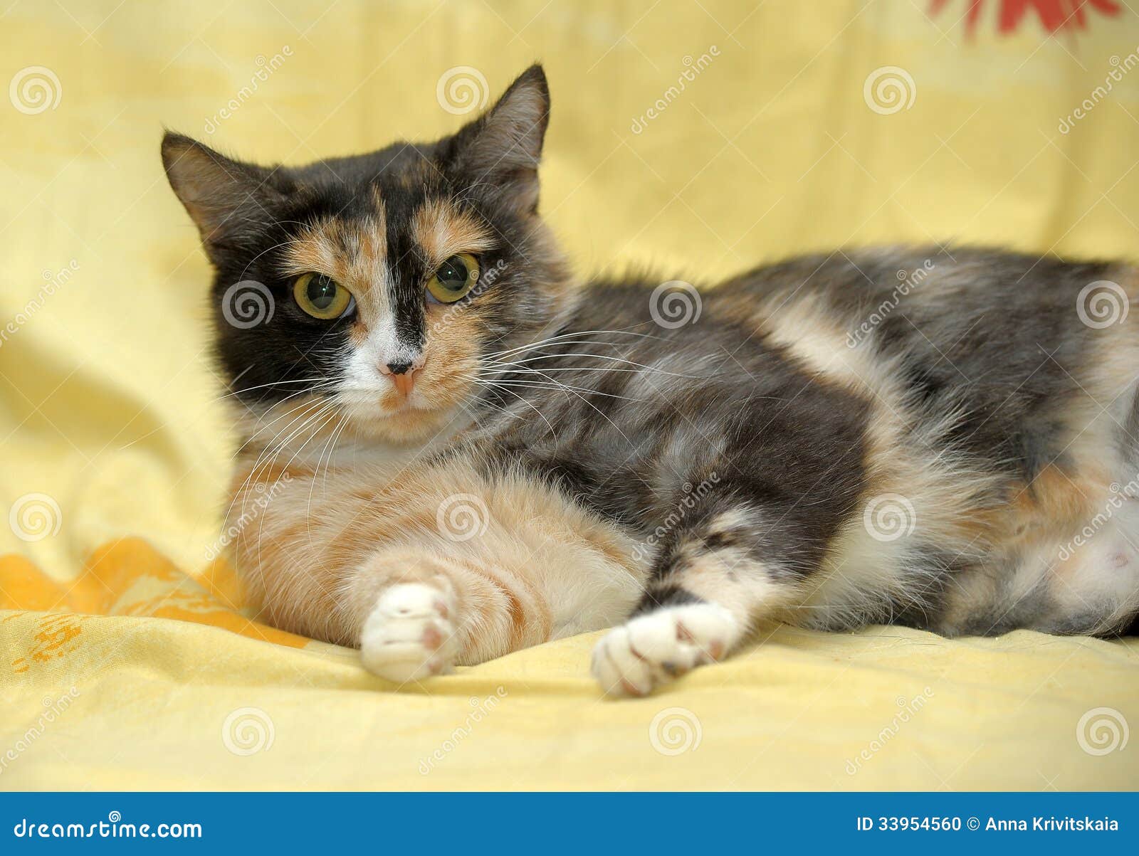 Angry cat stock photo. Image of cutout, friendship, cute - 33954560