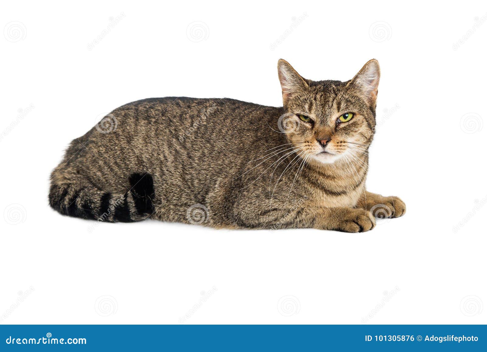 Angry Cat Squinting Eyes stock photo. Image of white - 101305876