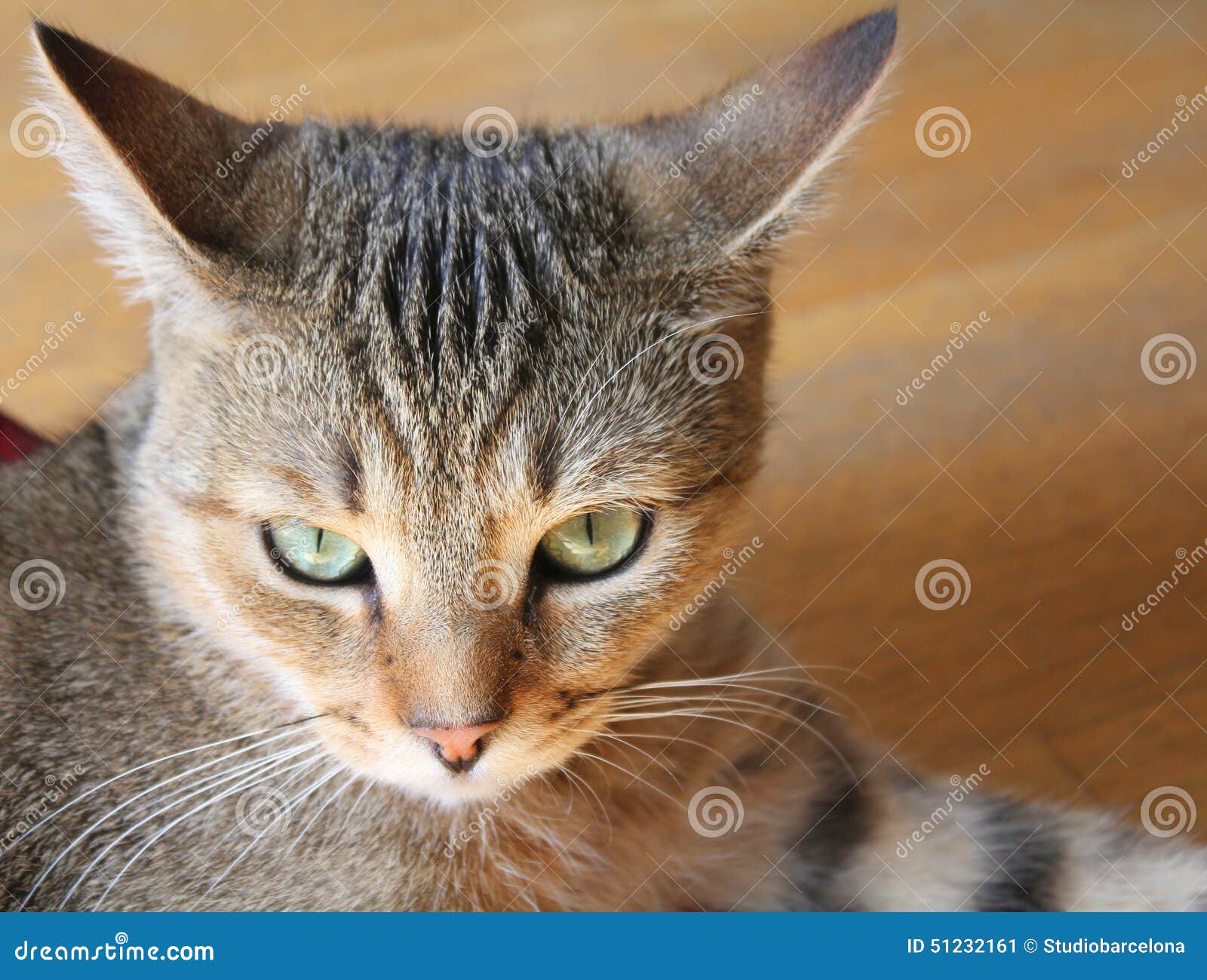 Angry Cat Stock Photo - Image: 51232161