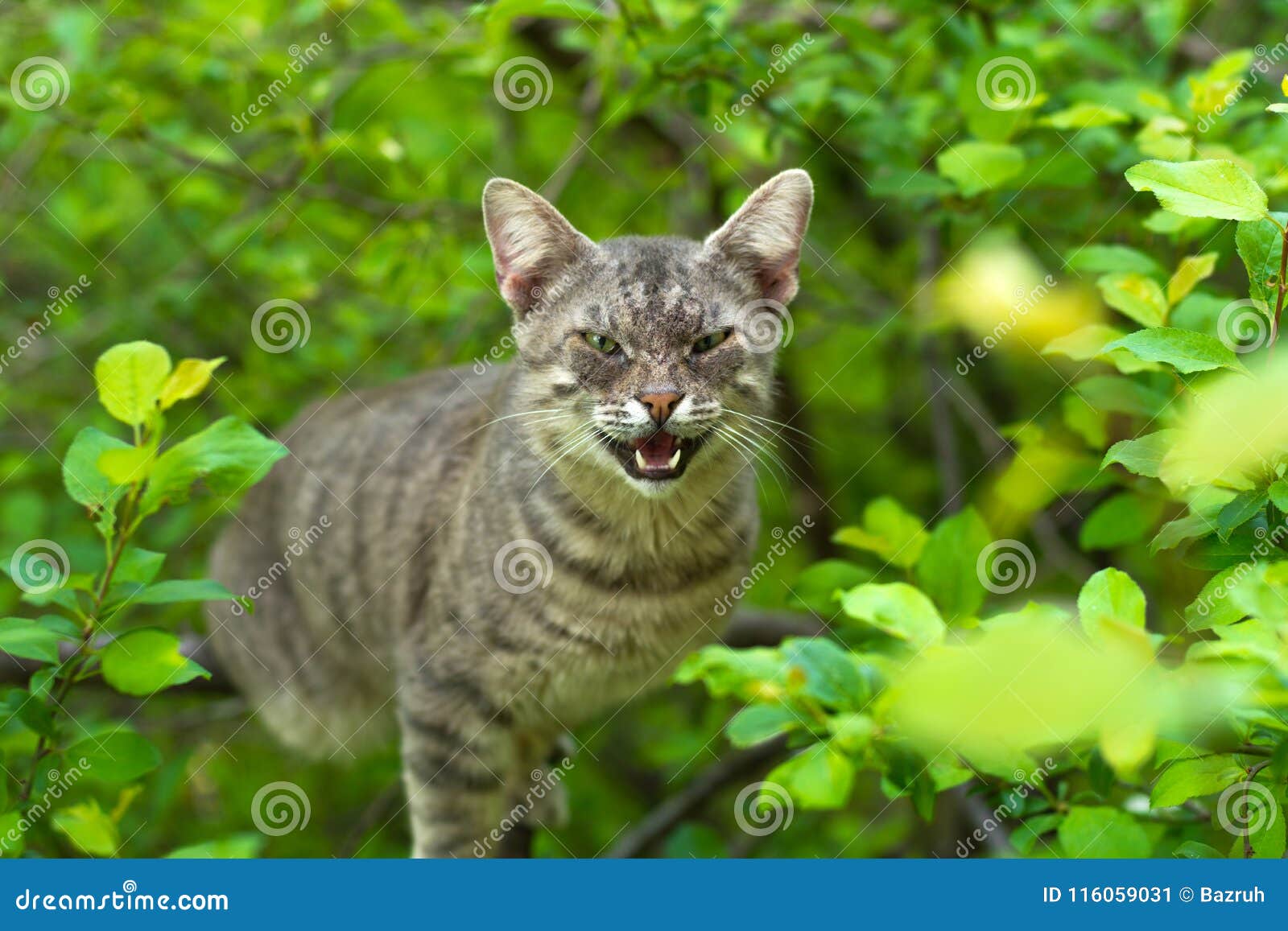 Angry cat on tree stock image. Image of leaves, grey - 116059031